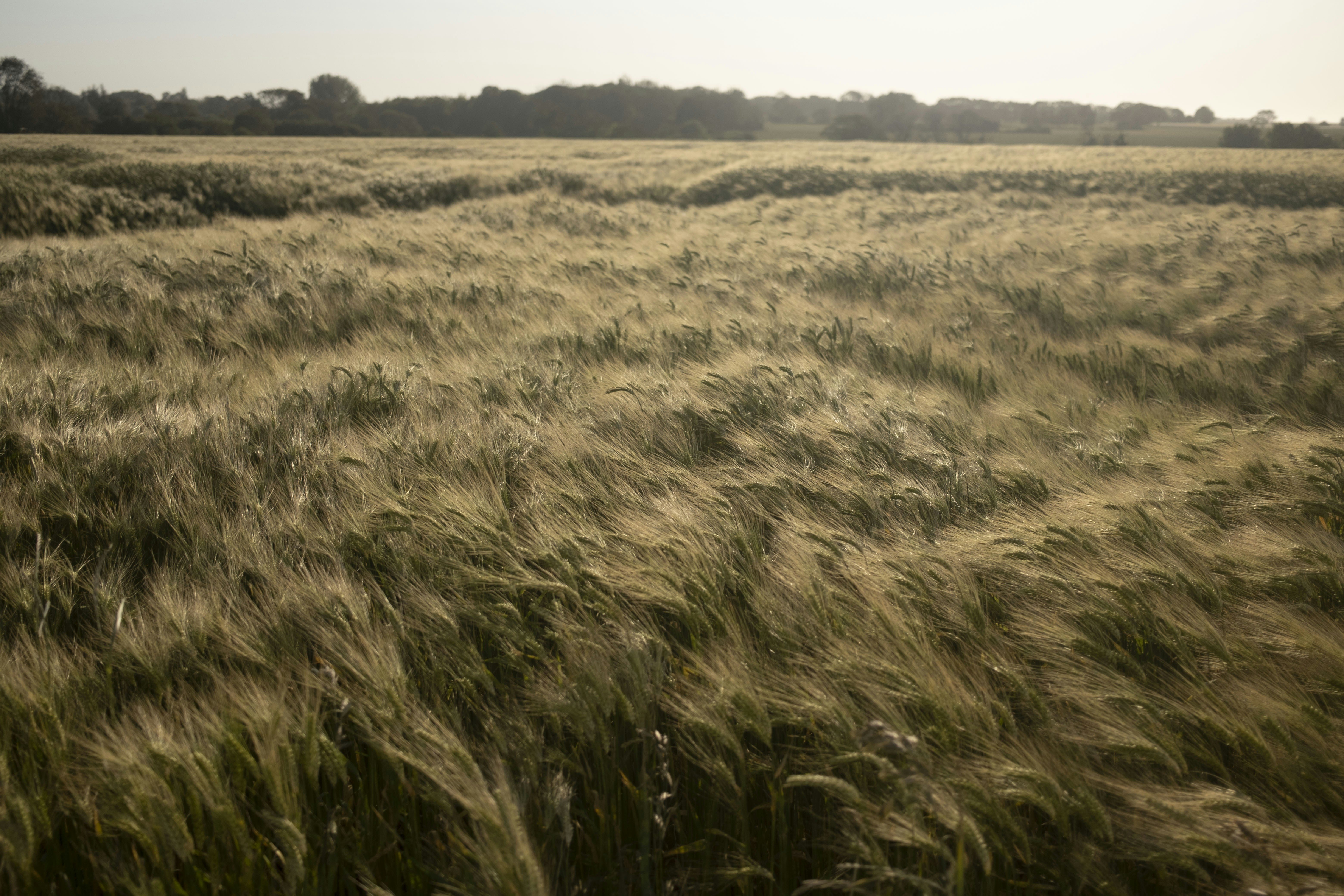 A field of tall grass with trees in the background photo – Free Land ...