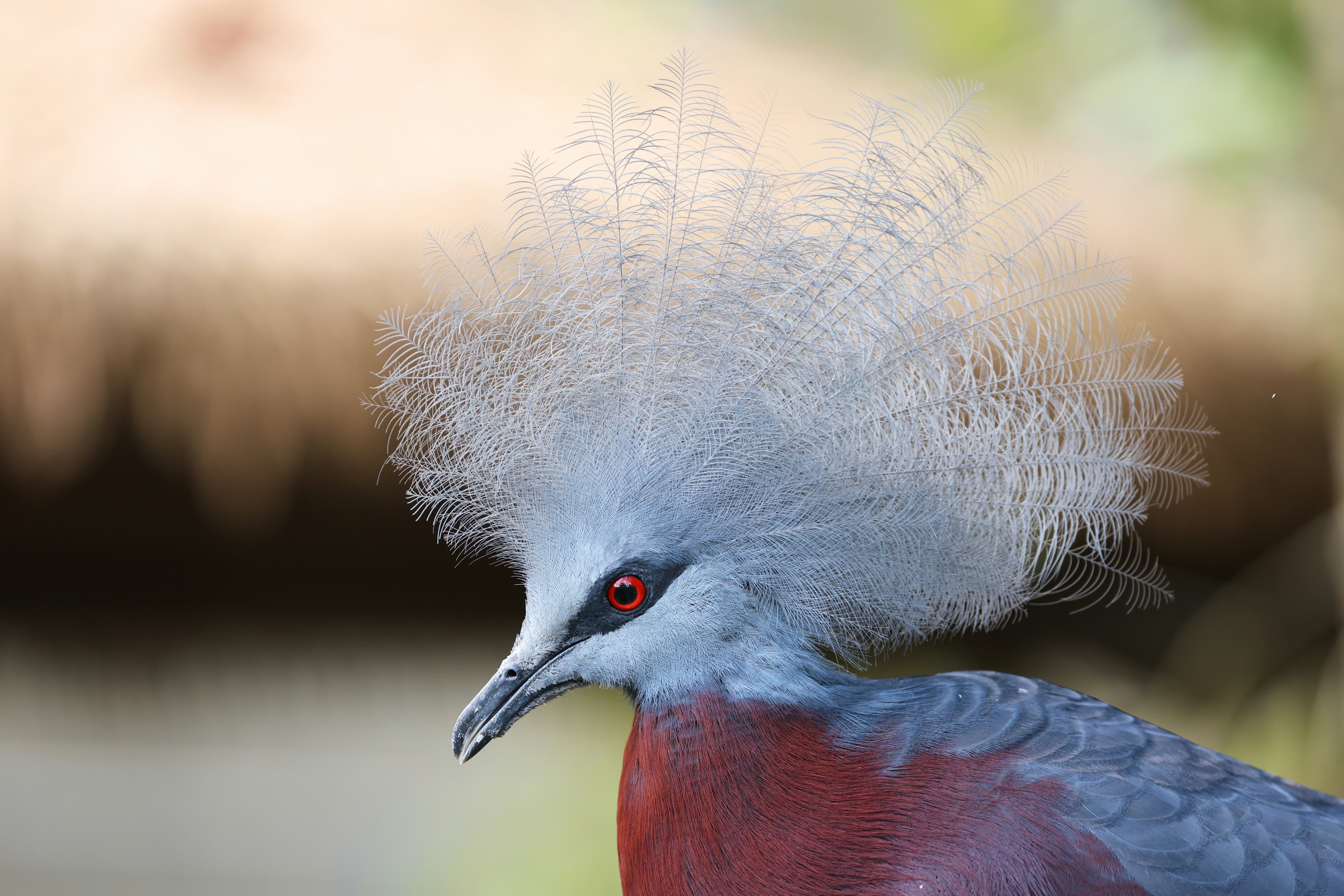 Azure Crest, Crimson Eye: Close-Up Portrait of a Victoria Crowned Pigeon