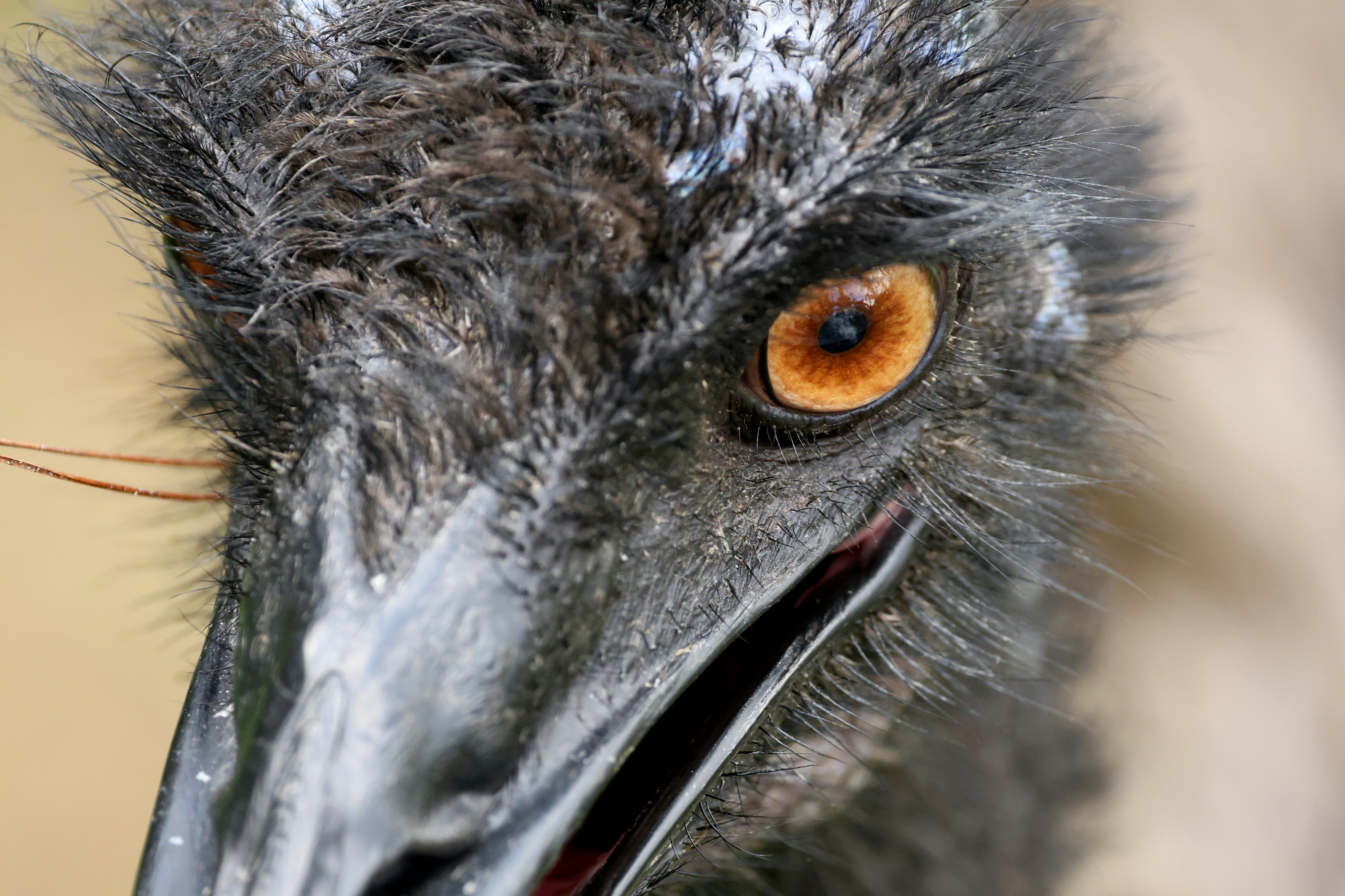 Un gros plan d’un oiseau avec un très grand bec photo – Photo Oiseau Gratuite sur Unsplash