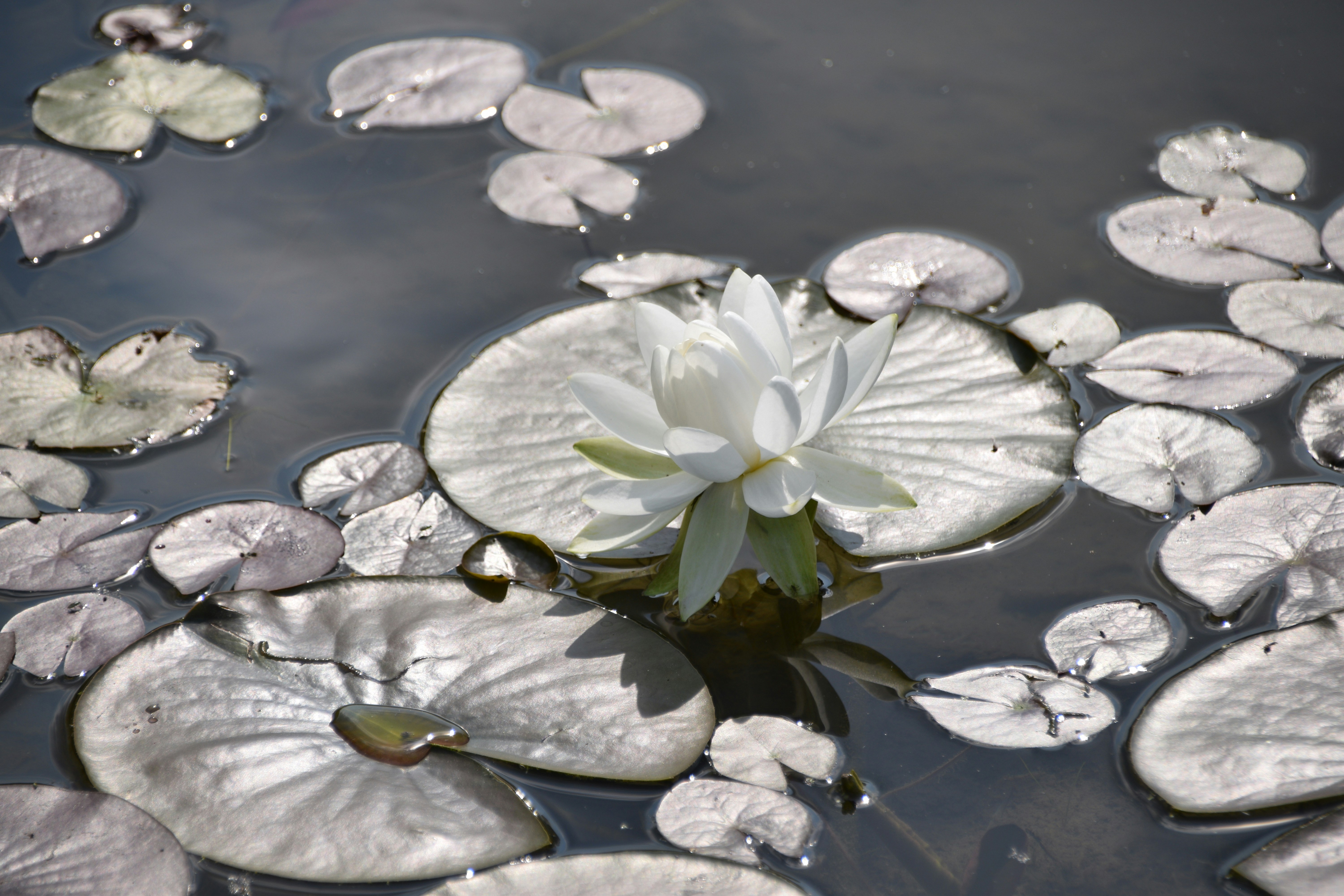 Serenity Amidst Still Waters