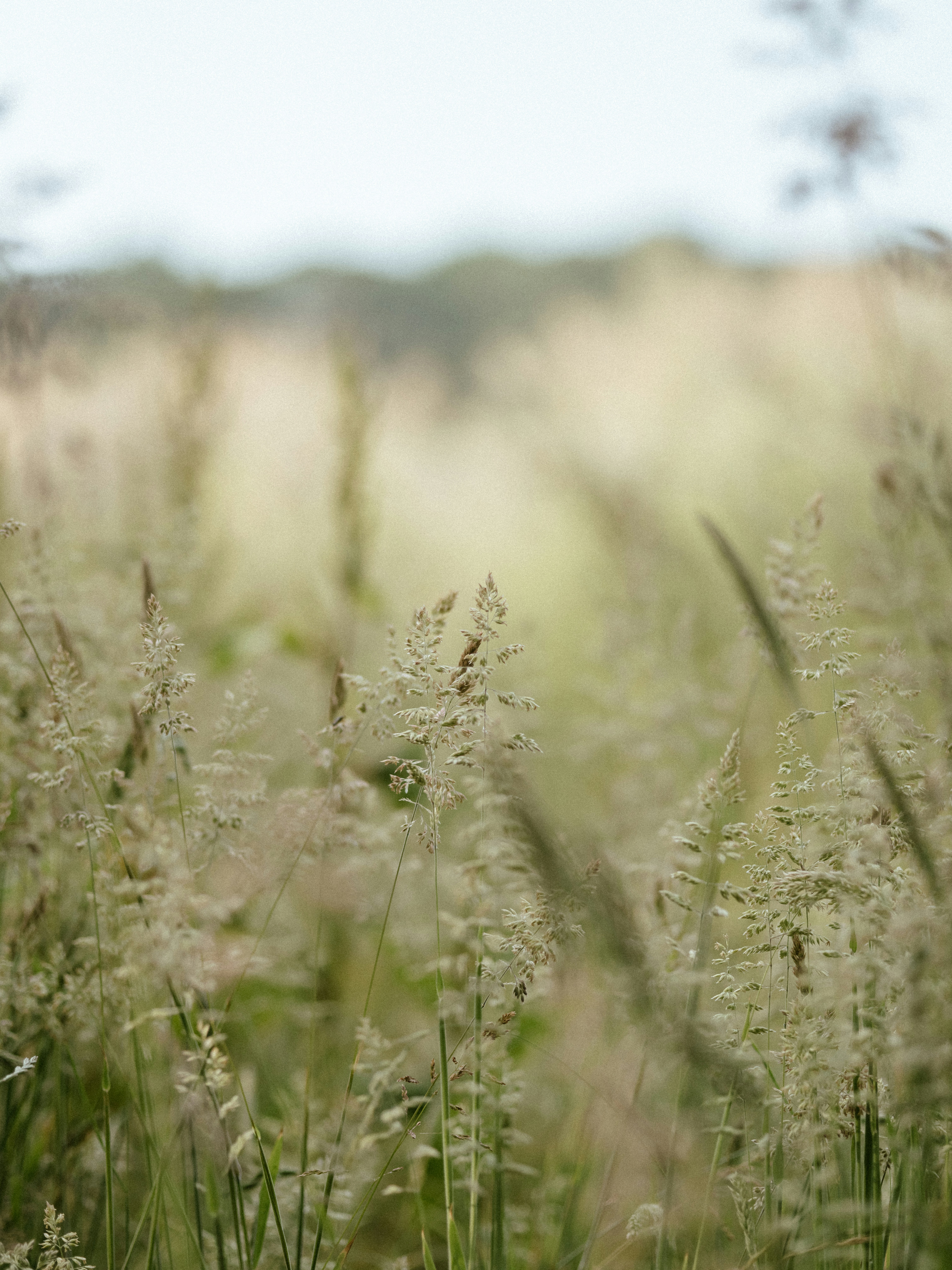 Un bouquet d’herbes hautes qui est dans l’herbe photo – Photo Herbe ...