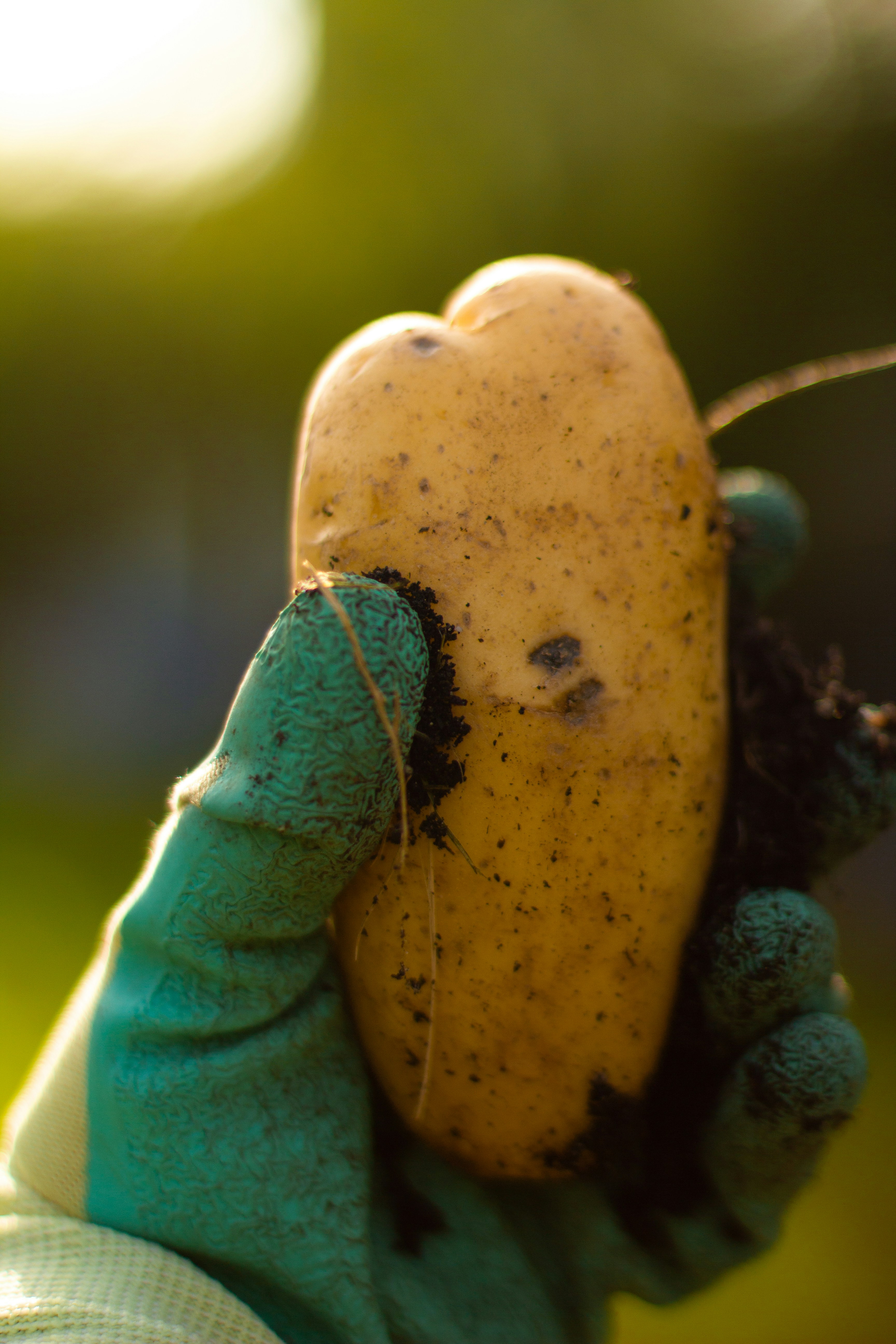 Sunlit Harvest Grip: Dirt-Streaked Potato Clutched in a Turquoise Glove