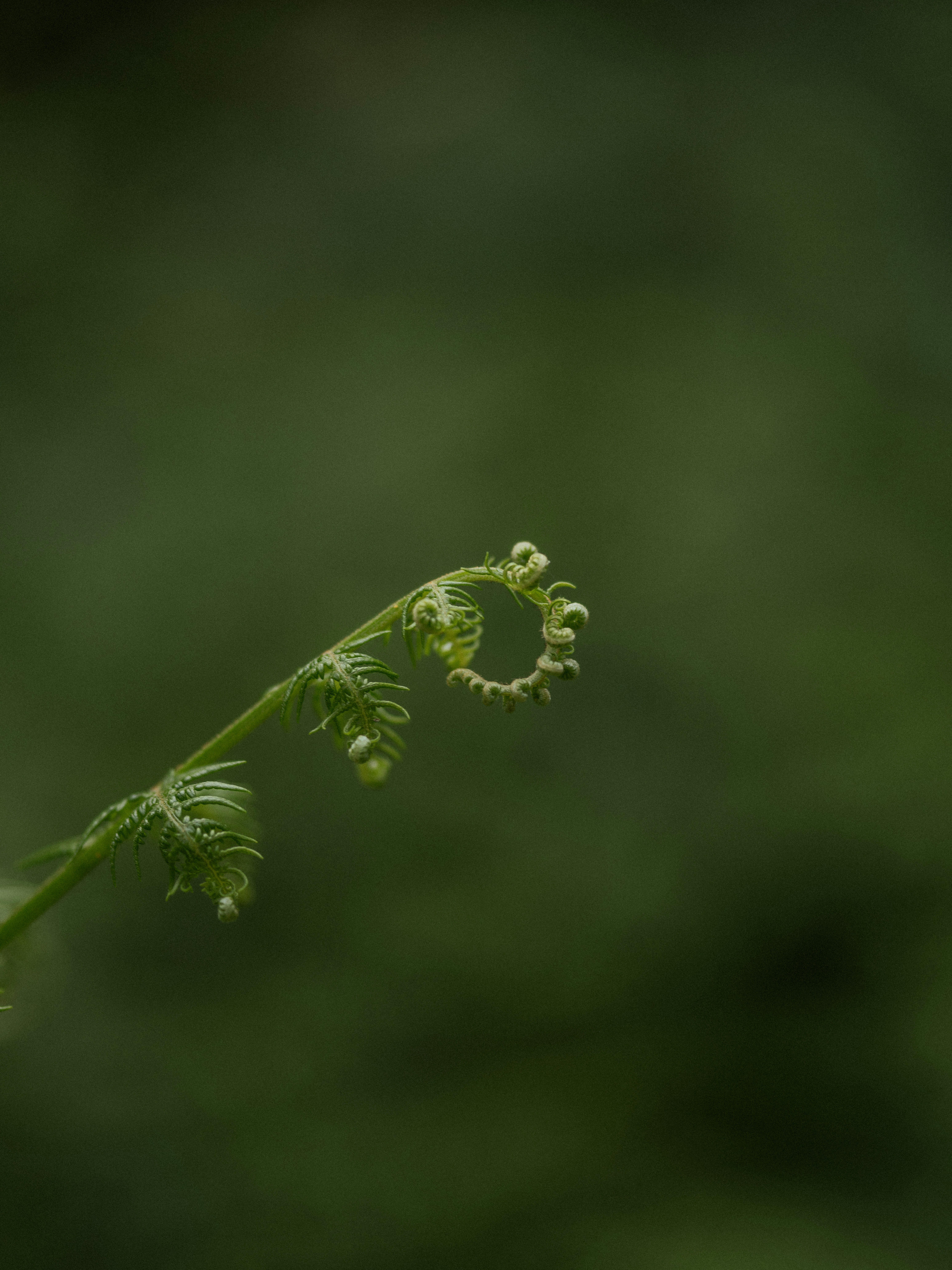 Frond Pictures | Download Free Images on Unsplash