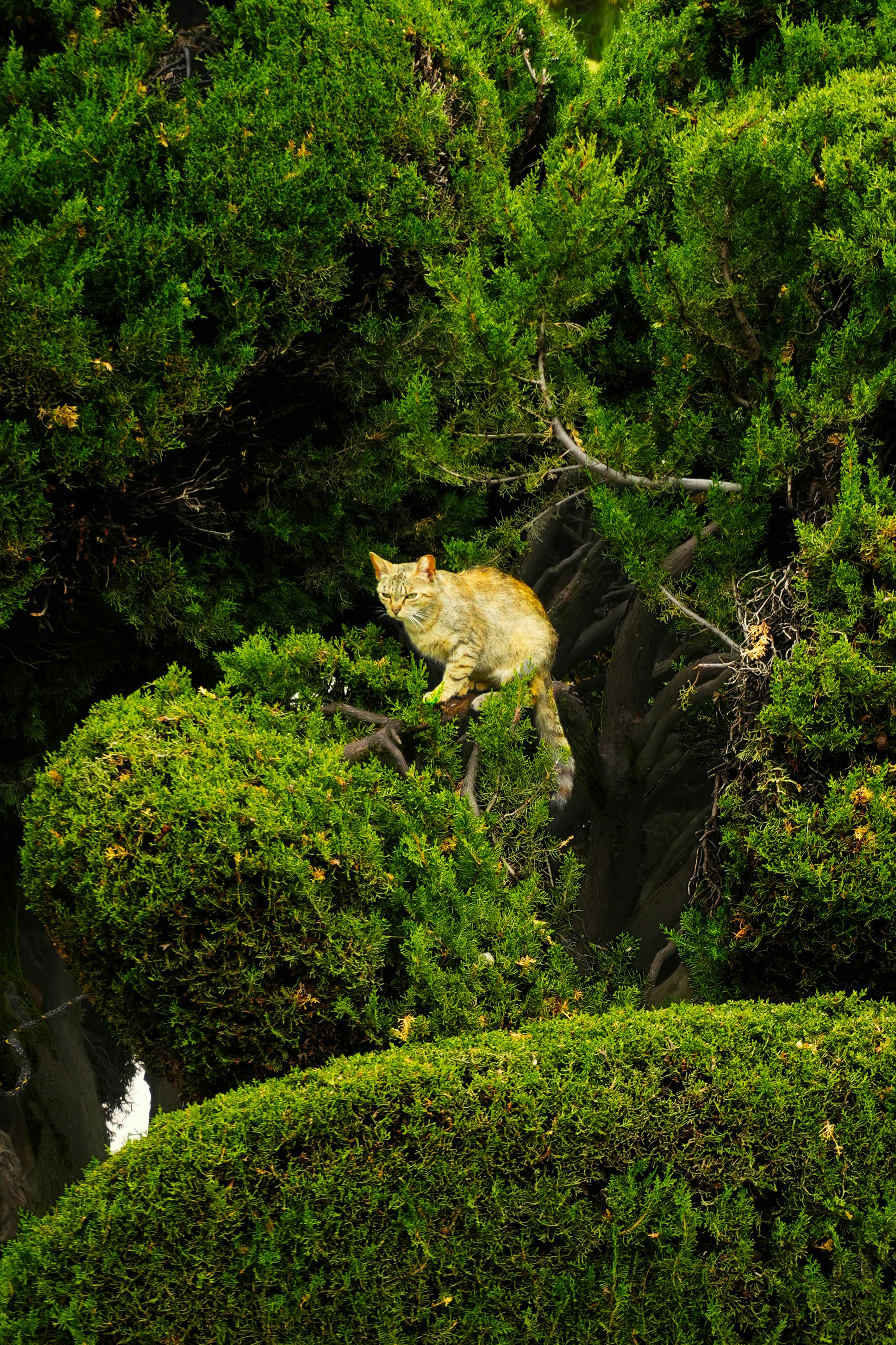 a cat sitting on top of a lush green tree