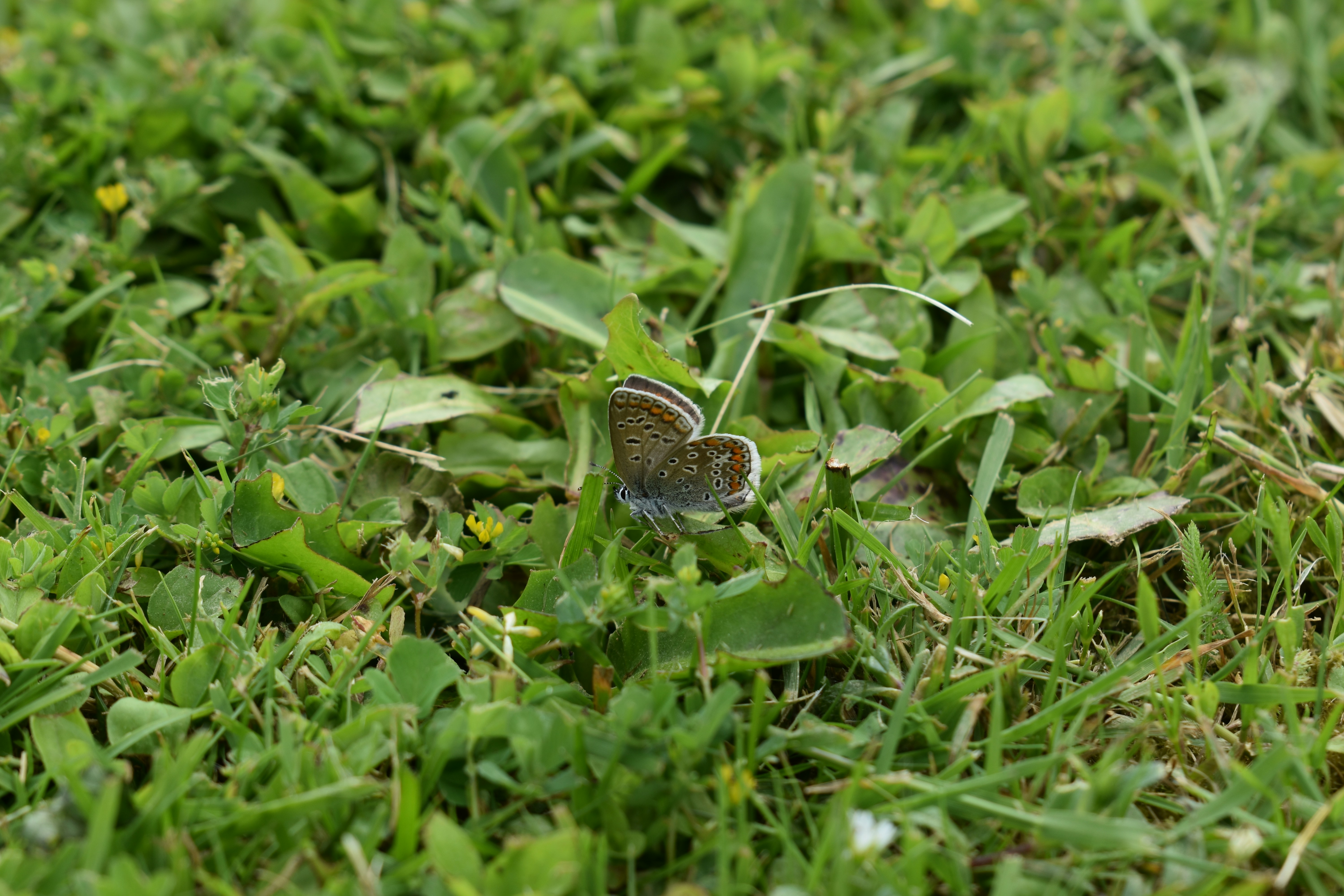 Brown-Speckled Butterfly Anchored in a Sea of Green