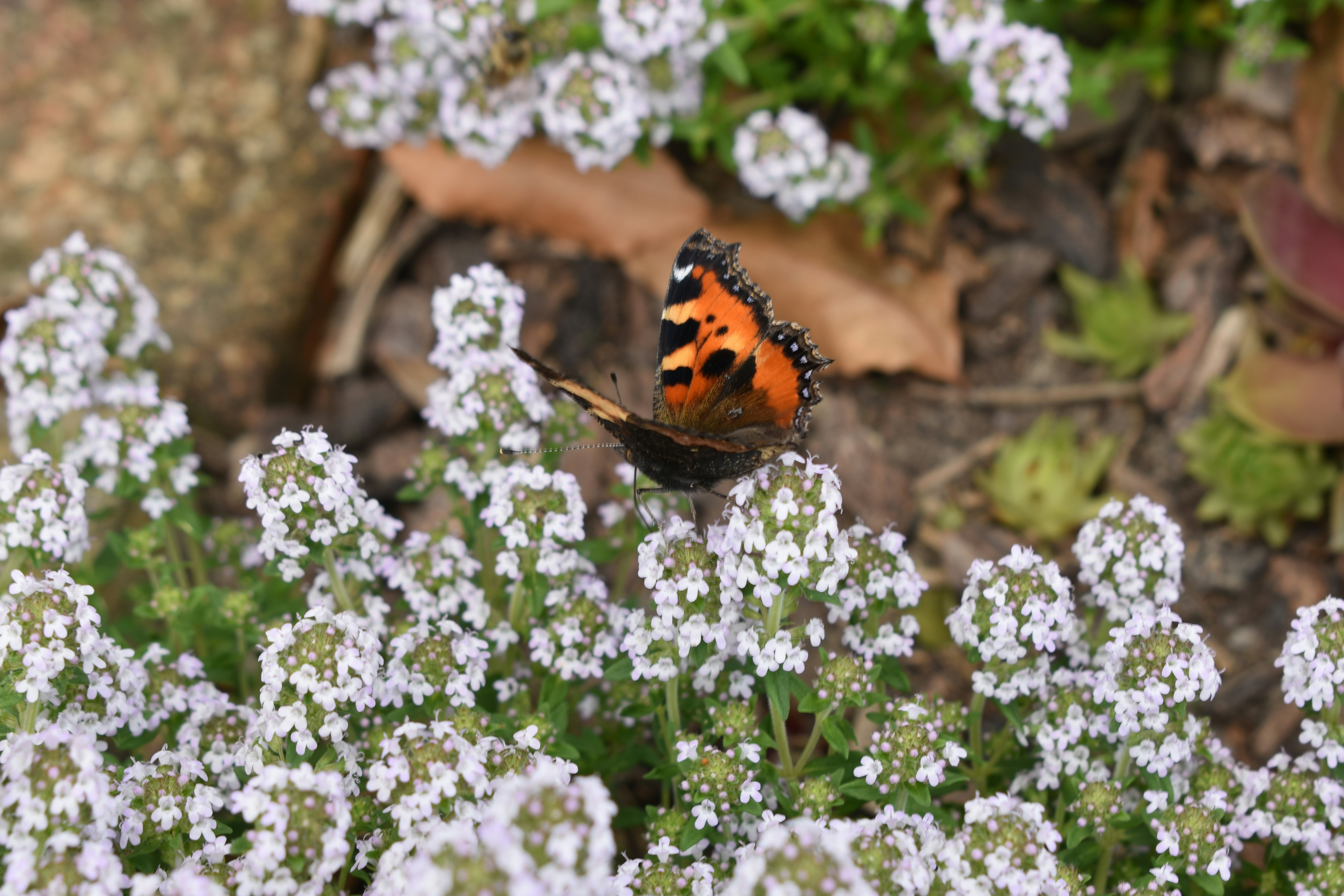 Small Tortoiseshell on a Sea of White Alyssum