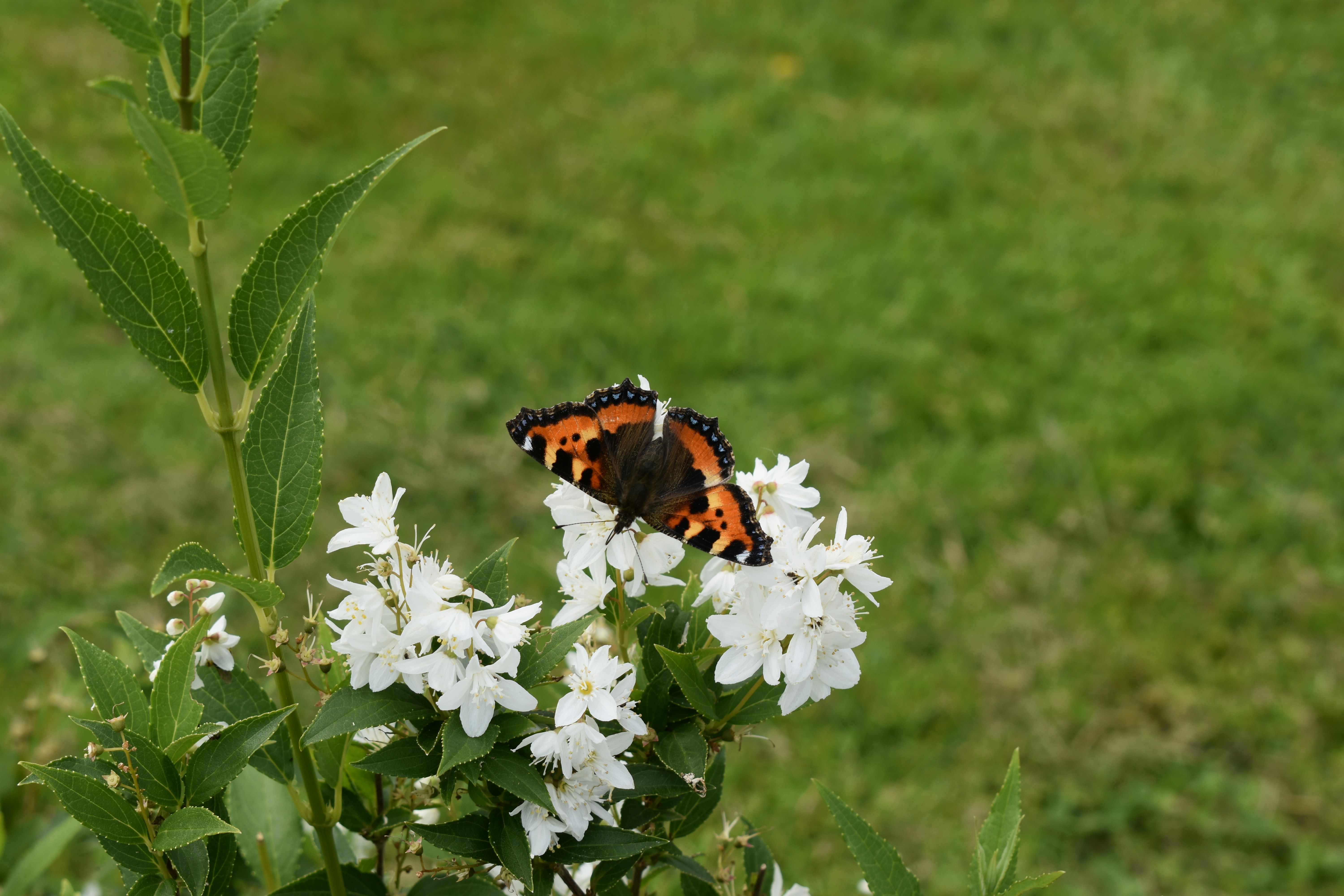 Flame on Petals: An Orange Butterfly Resting on White Garden Blossoms