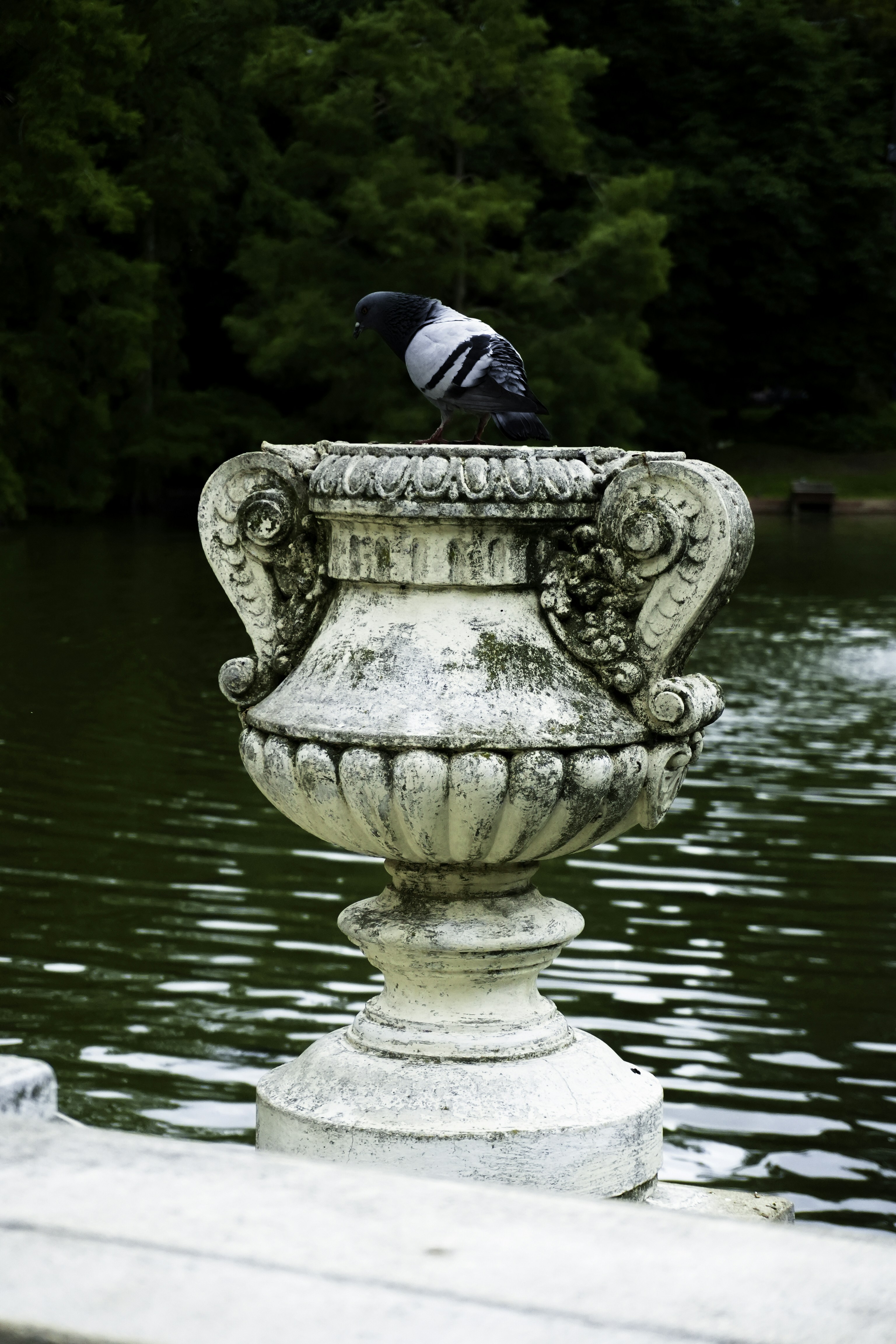 Pigeon Perch on a Weathered Urn by a Quiet Lakeside