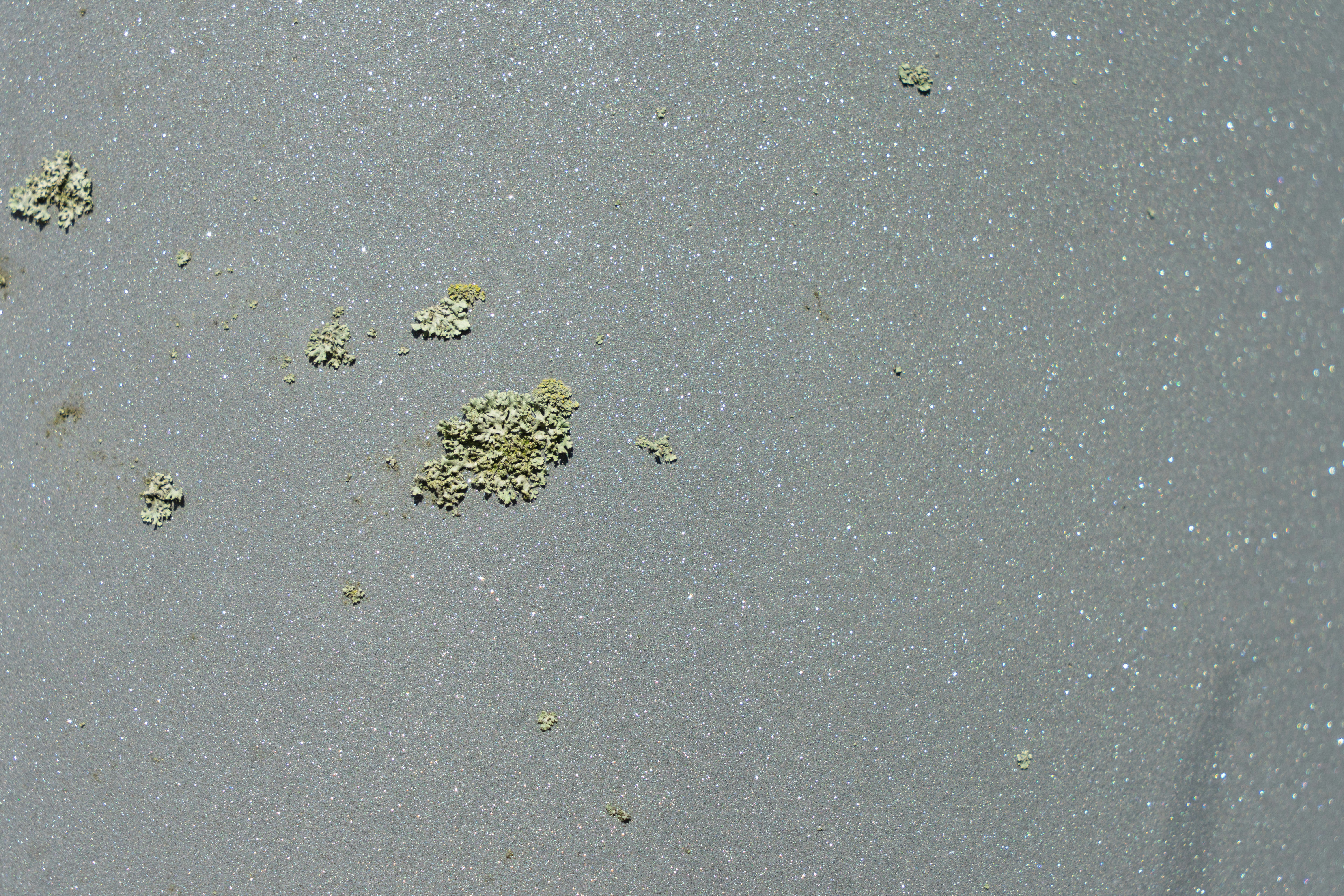 Greenish Lichen Fragments Scatter Across a Quiet Gray Metal Surface