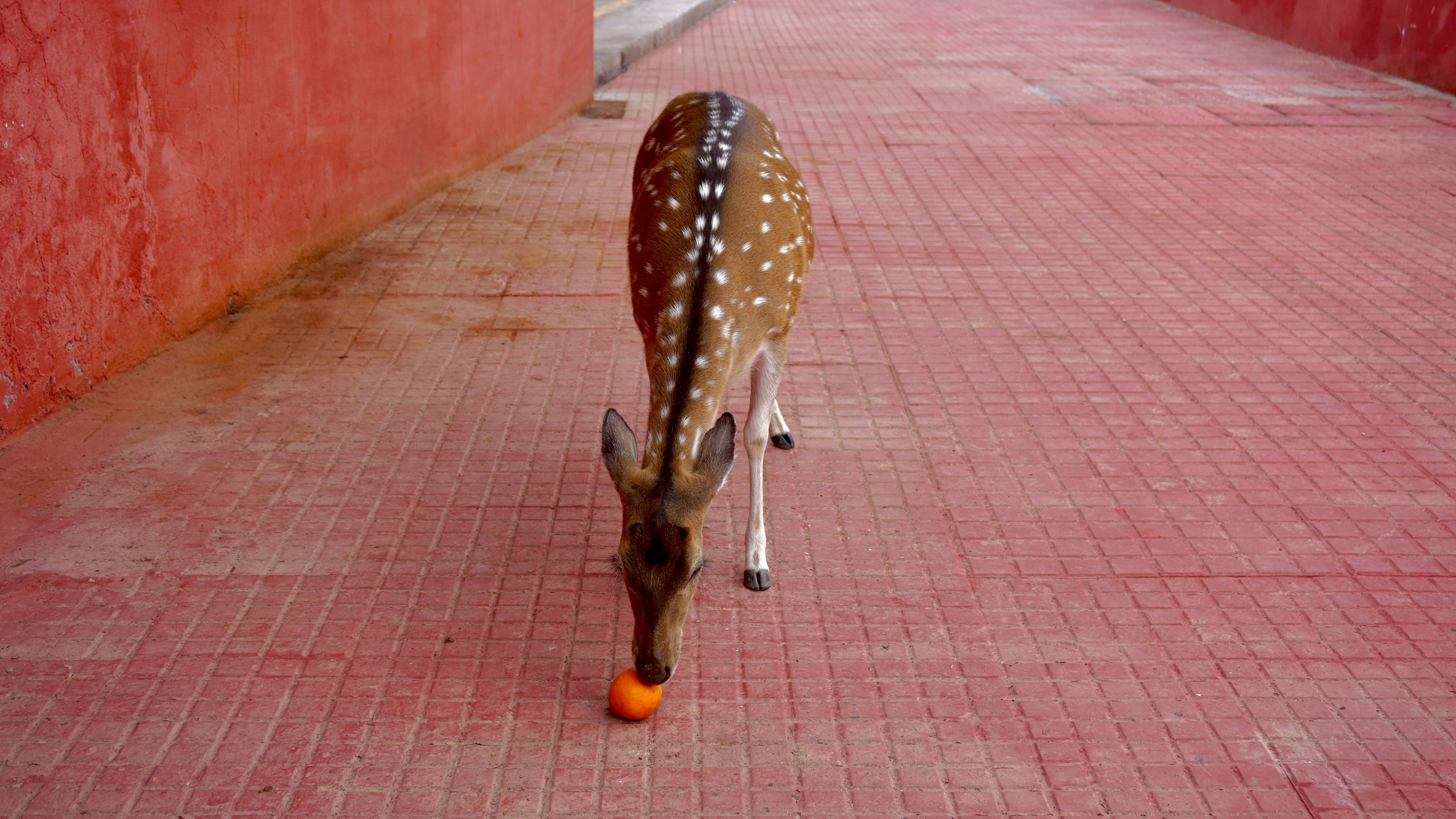Spotted Fawn Discovers a Tiny Orange Treat in a Red-Tiled Corridor