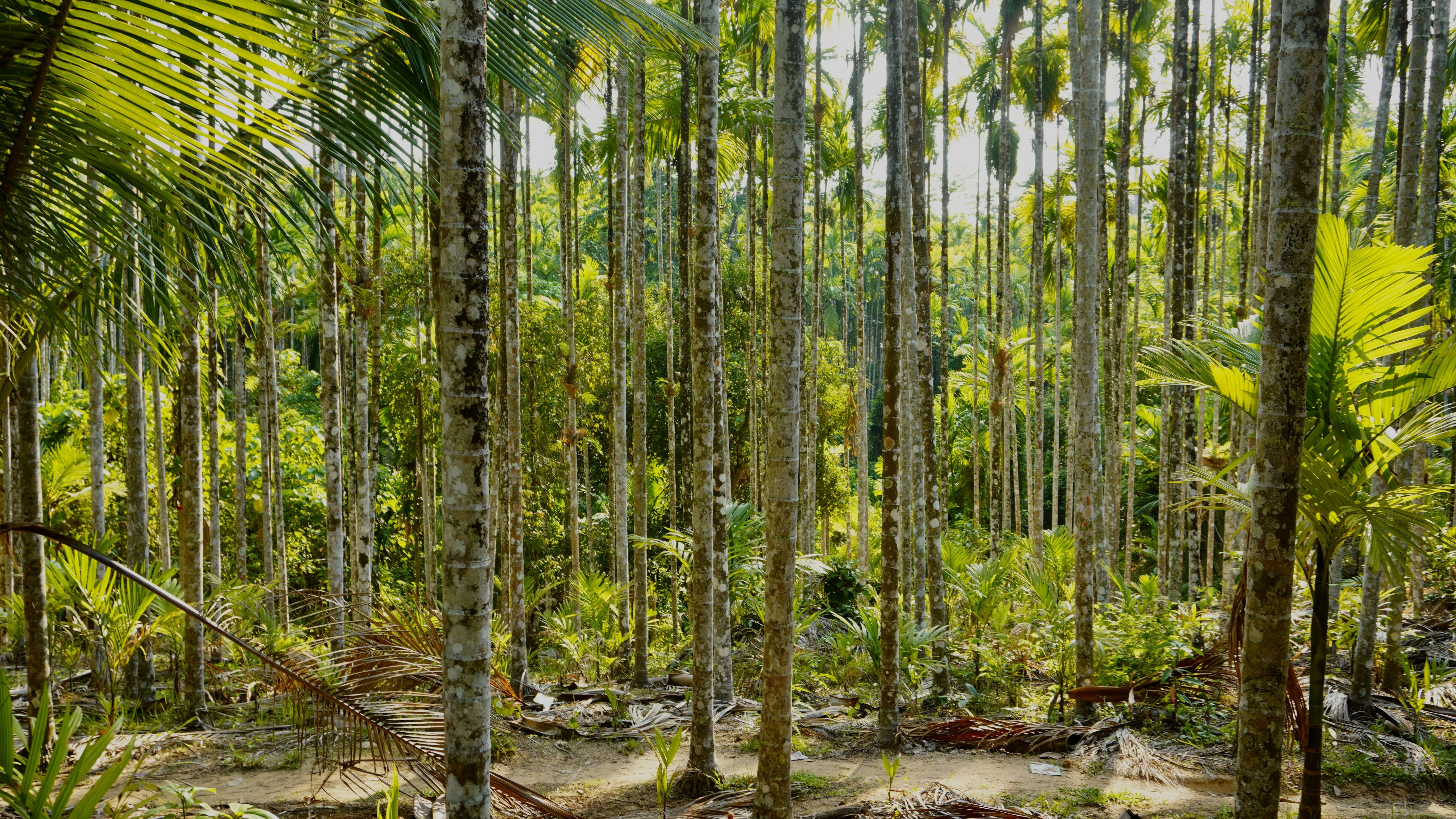 Dappled Quiet: Sunlit Trunks in a Tropical Palm Forest