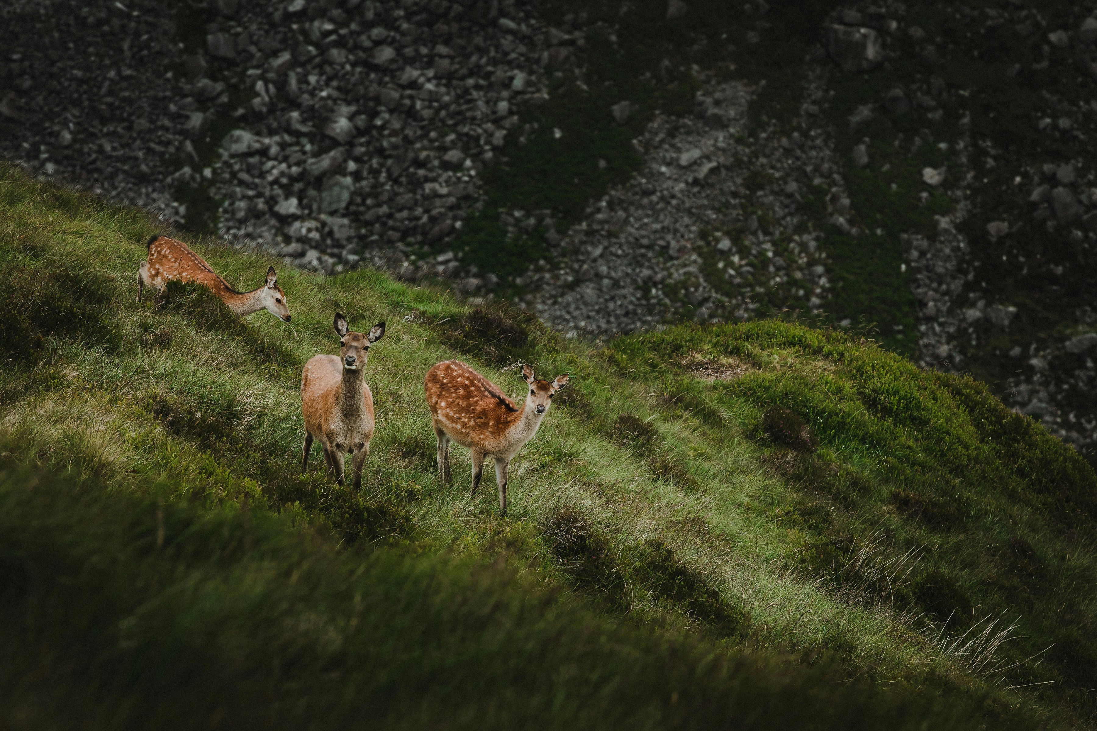 Deer feed on a hillside in wicklow mountains national park. | A.G. Photography | agdayton.com