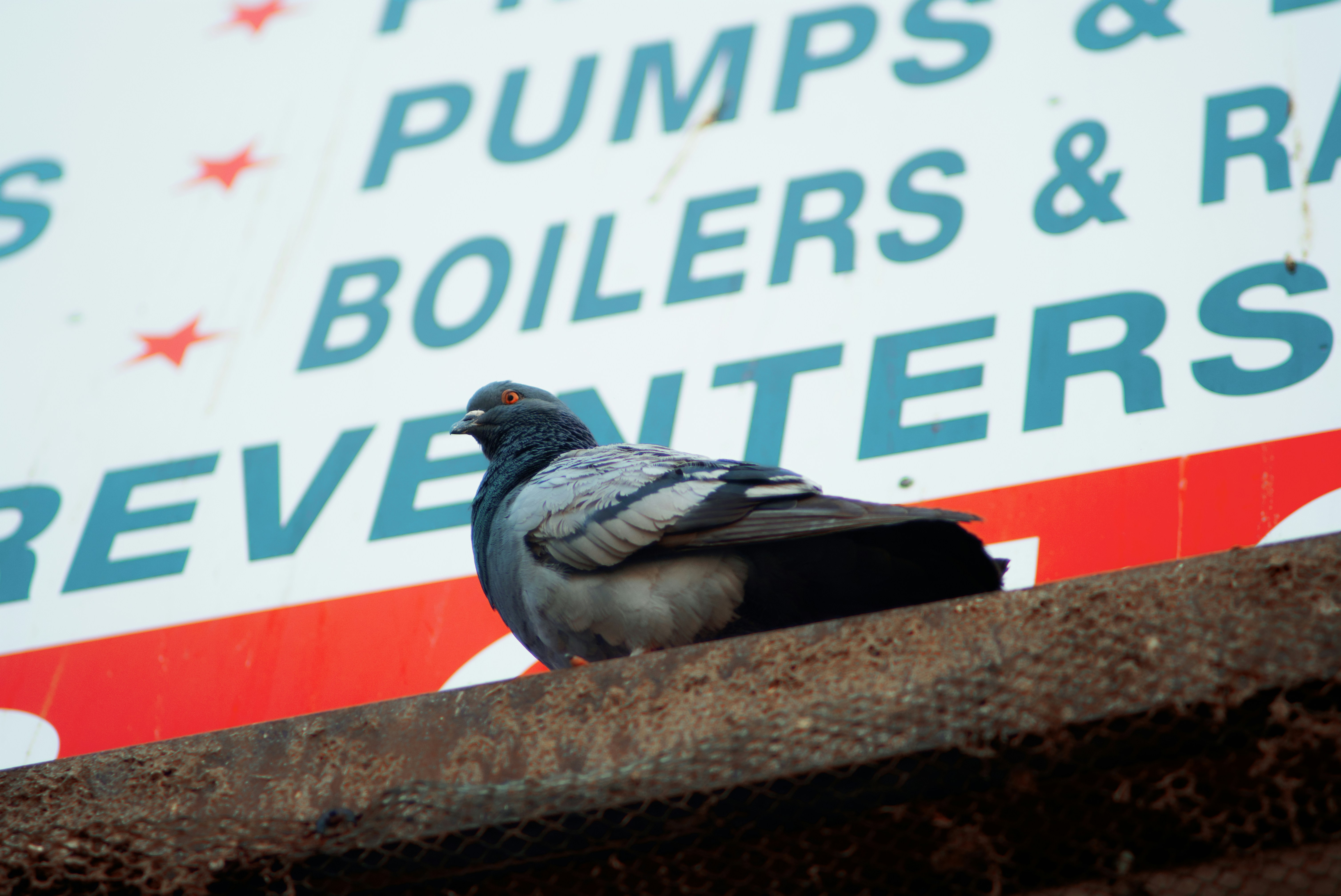 Pigeon Perch Beneath a Bold Sign: Rust, Texture, and Urban Contrast