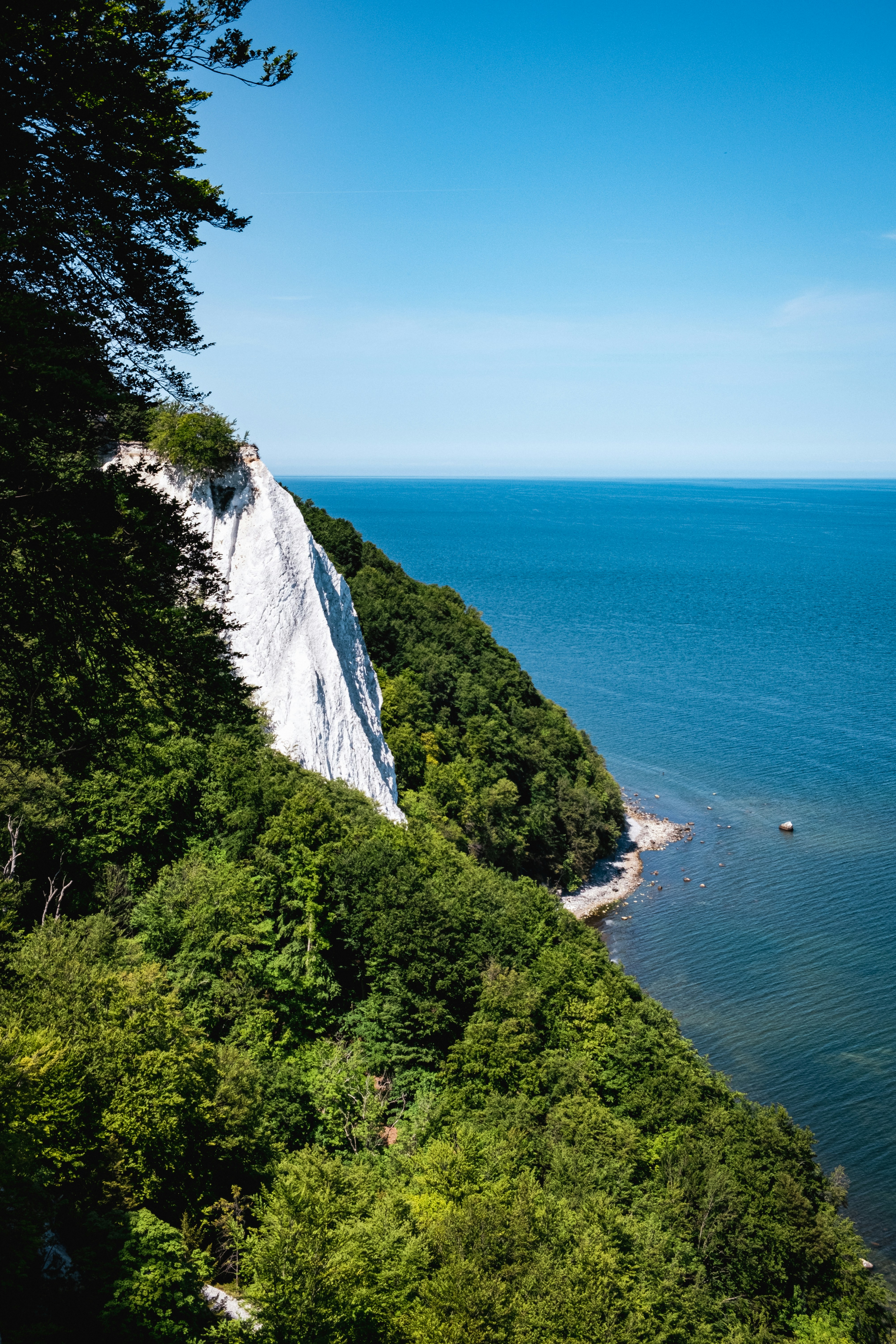 Edge of White Chalk and Pine: Cliffside Quiet by the Sea