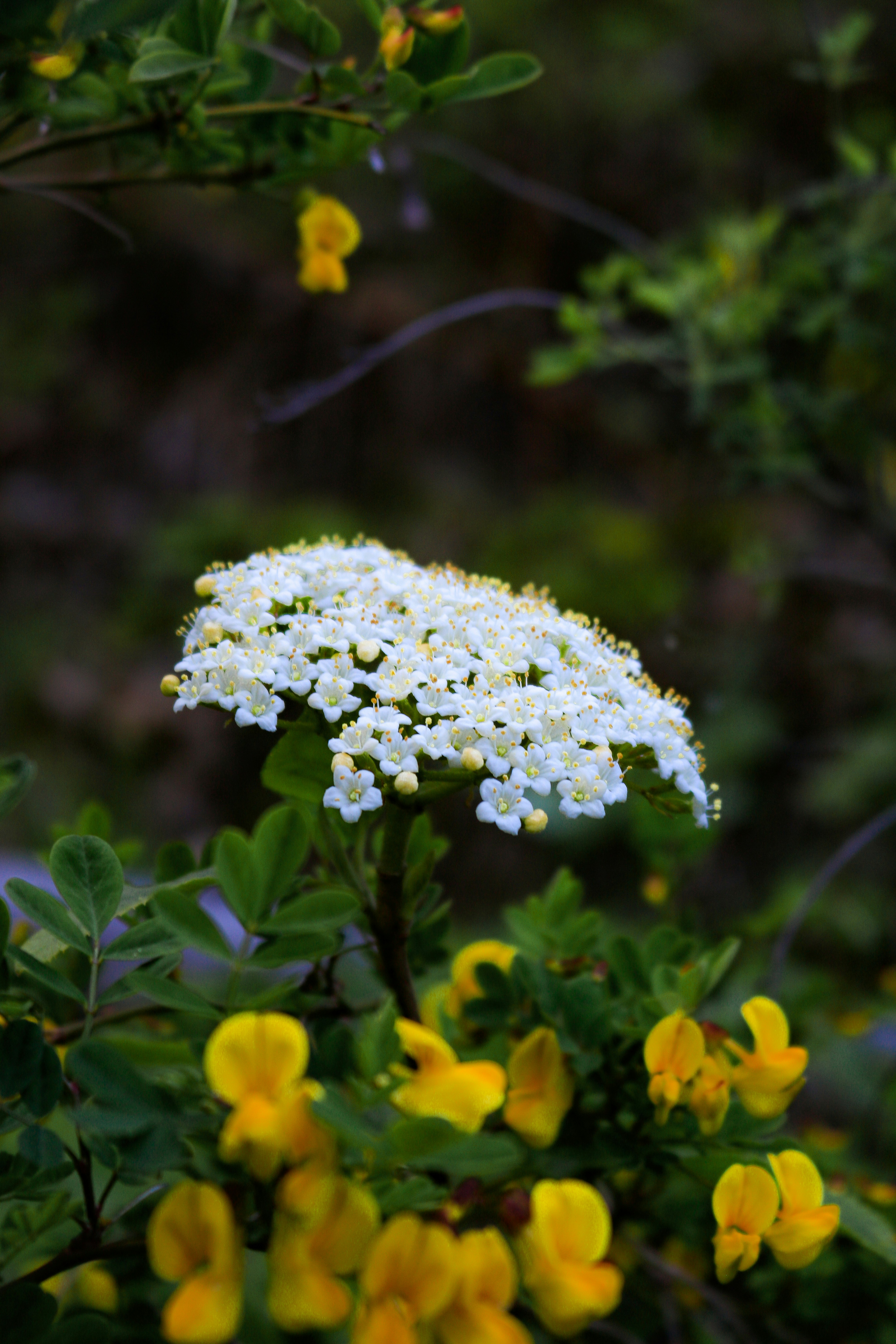 Whispering Whites: A Cluster of Tiny Blooms in Soft Focus