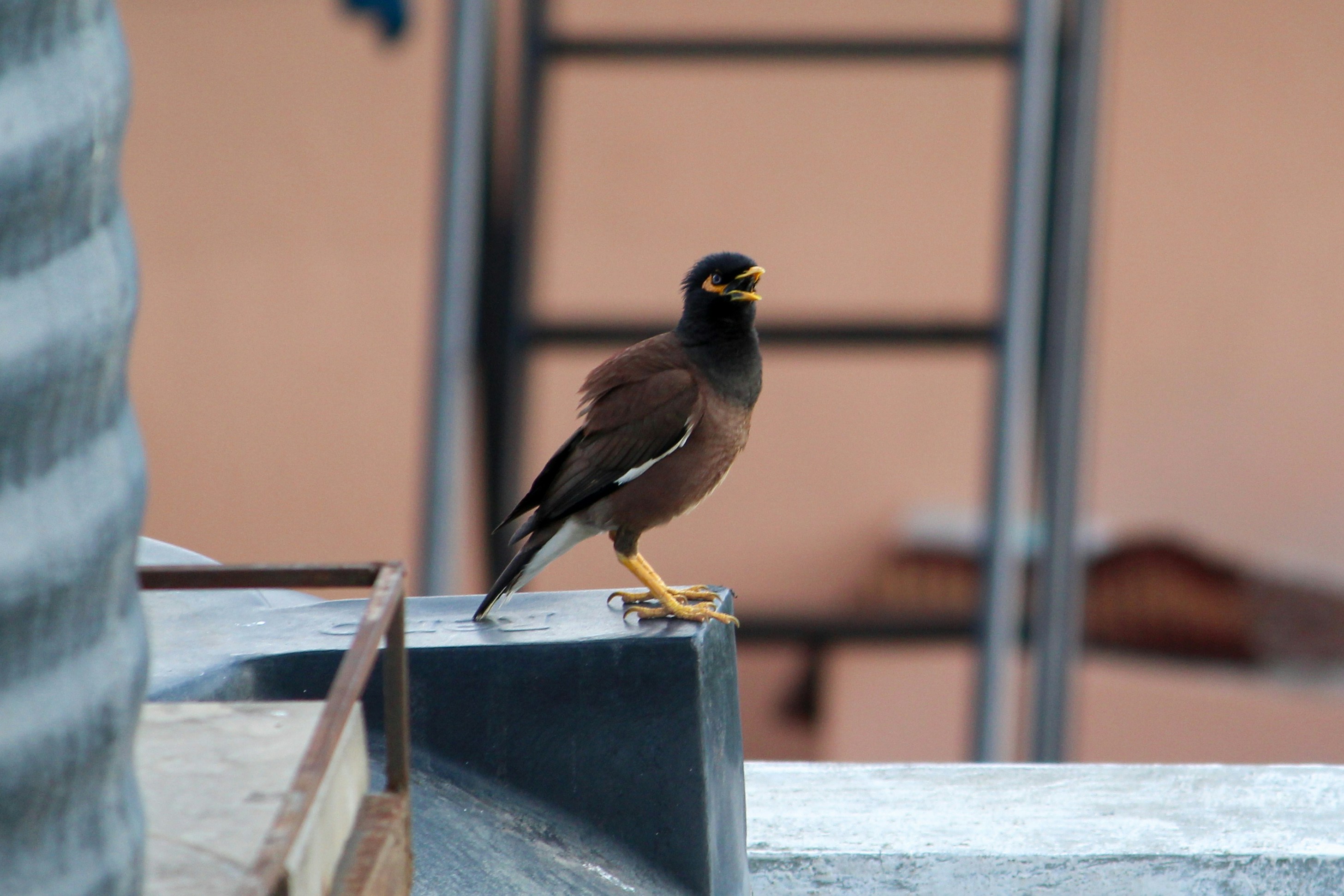 Rooftop Sentinel: Common Myna Perched on a Weathered Metal Ledge