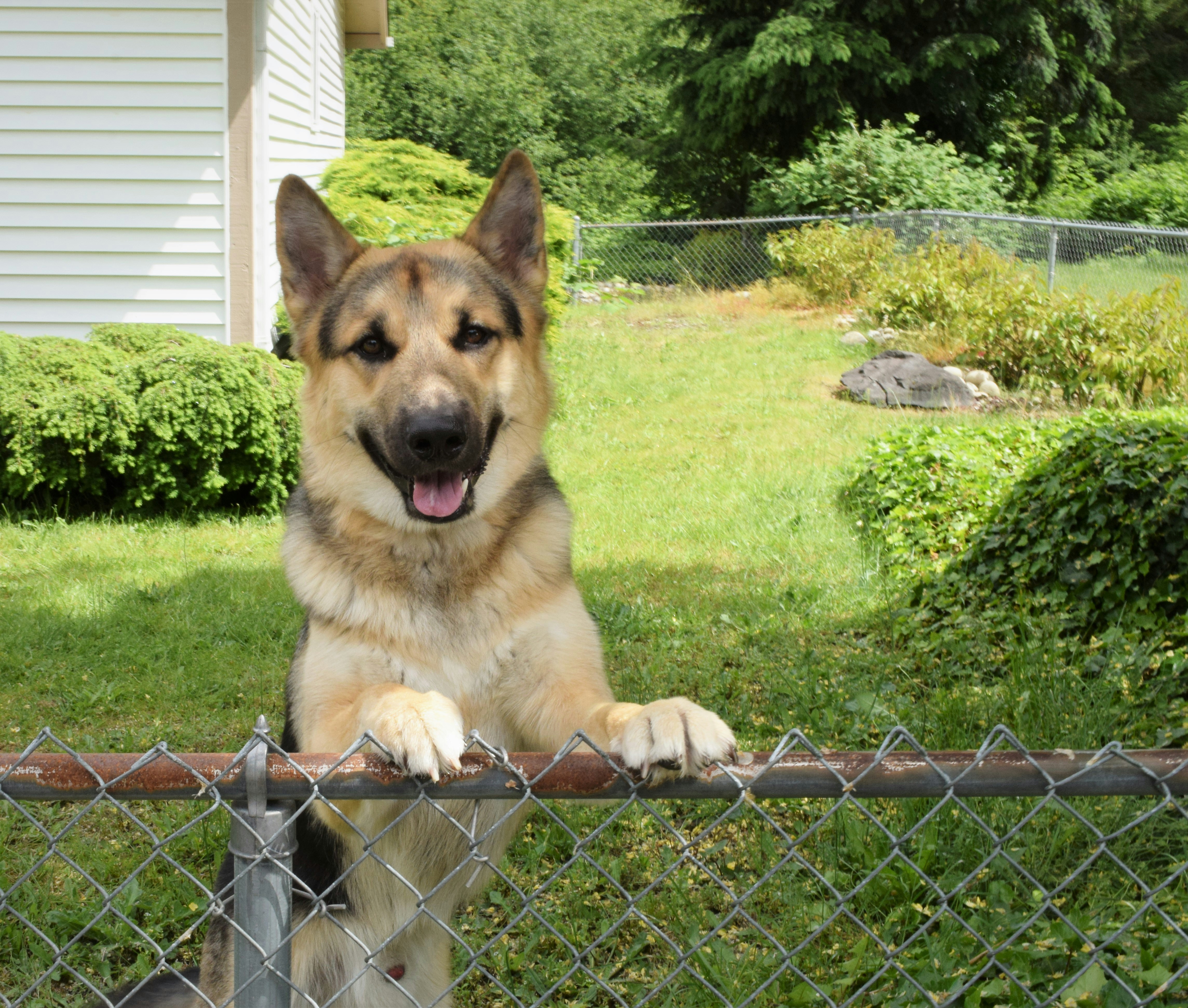 A german shepherd dog sitting behind a fence photo – Free Tacoma Image ...