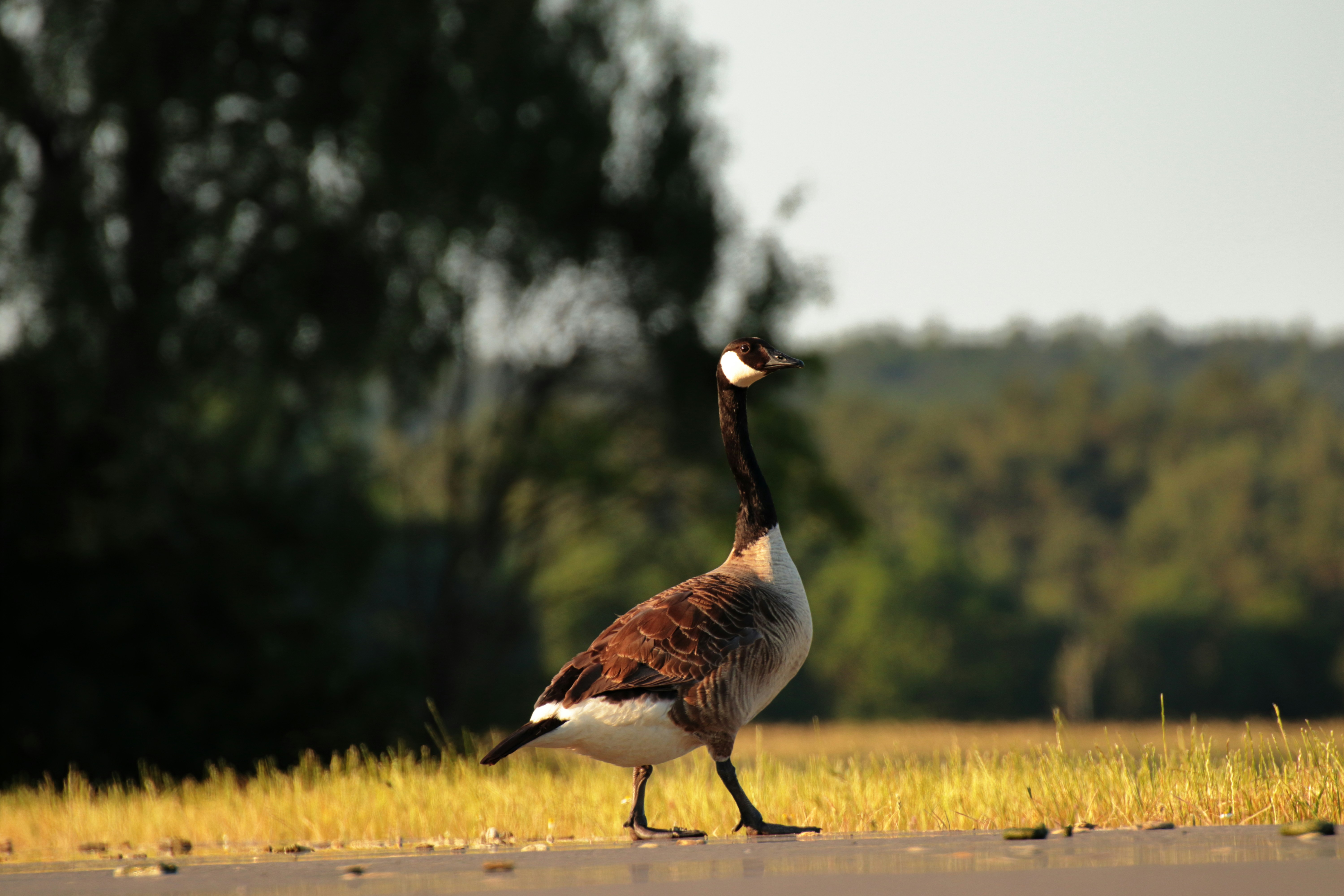 Low-angle Gander on a Sunlit Verge