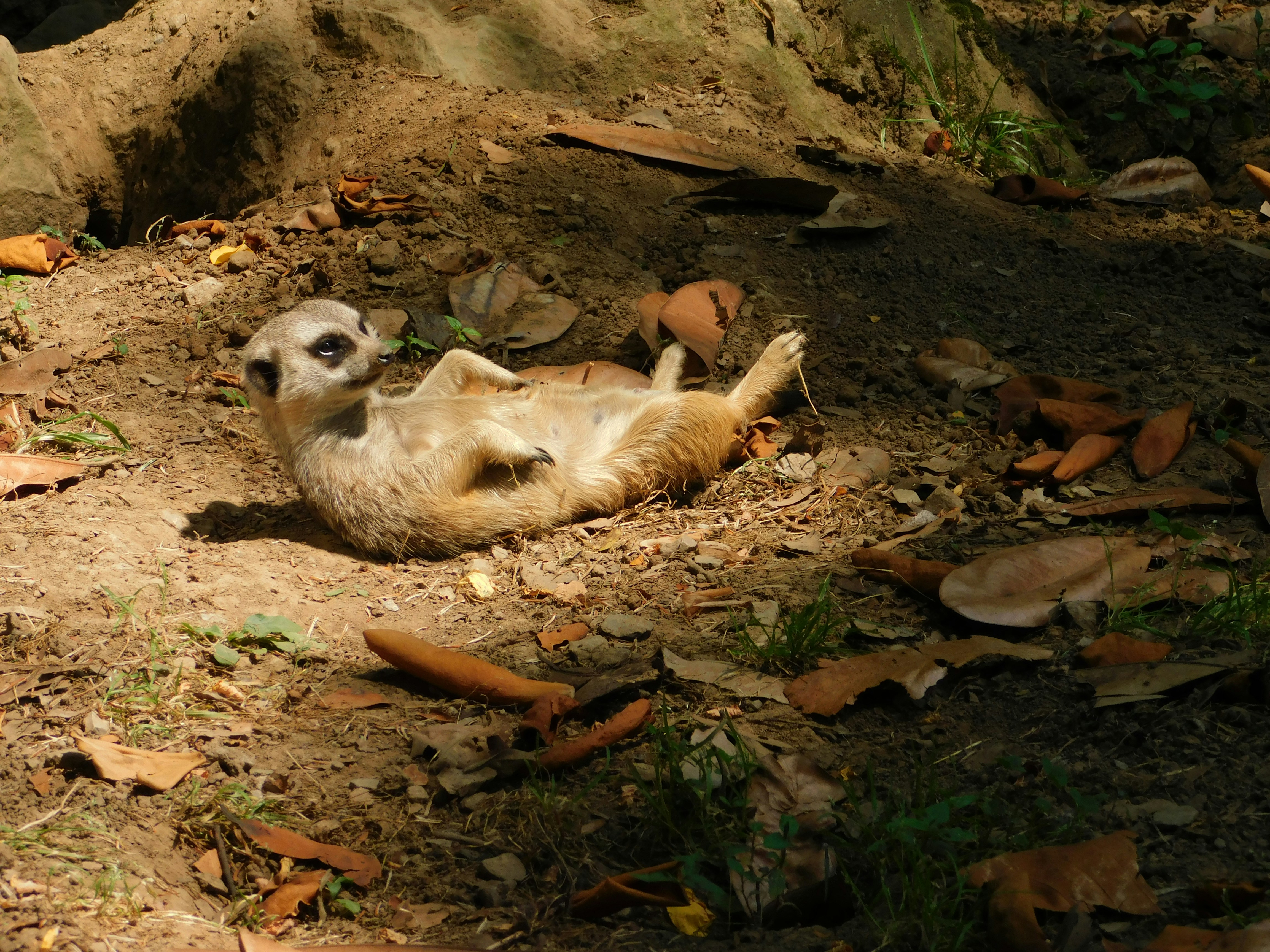 Ground-dusted mammal lounging on a sunlit patch with scattered leaves and soil; a small mammal in a relaxed pose, captured in natural outdoor light. Illustration-like texture of fur and earthy surroundings.