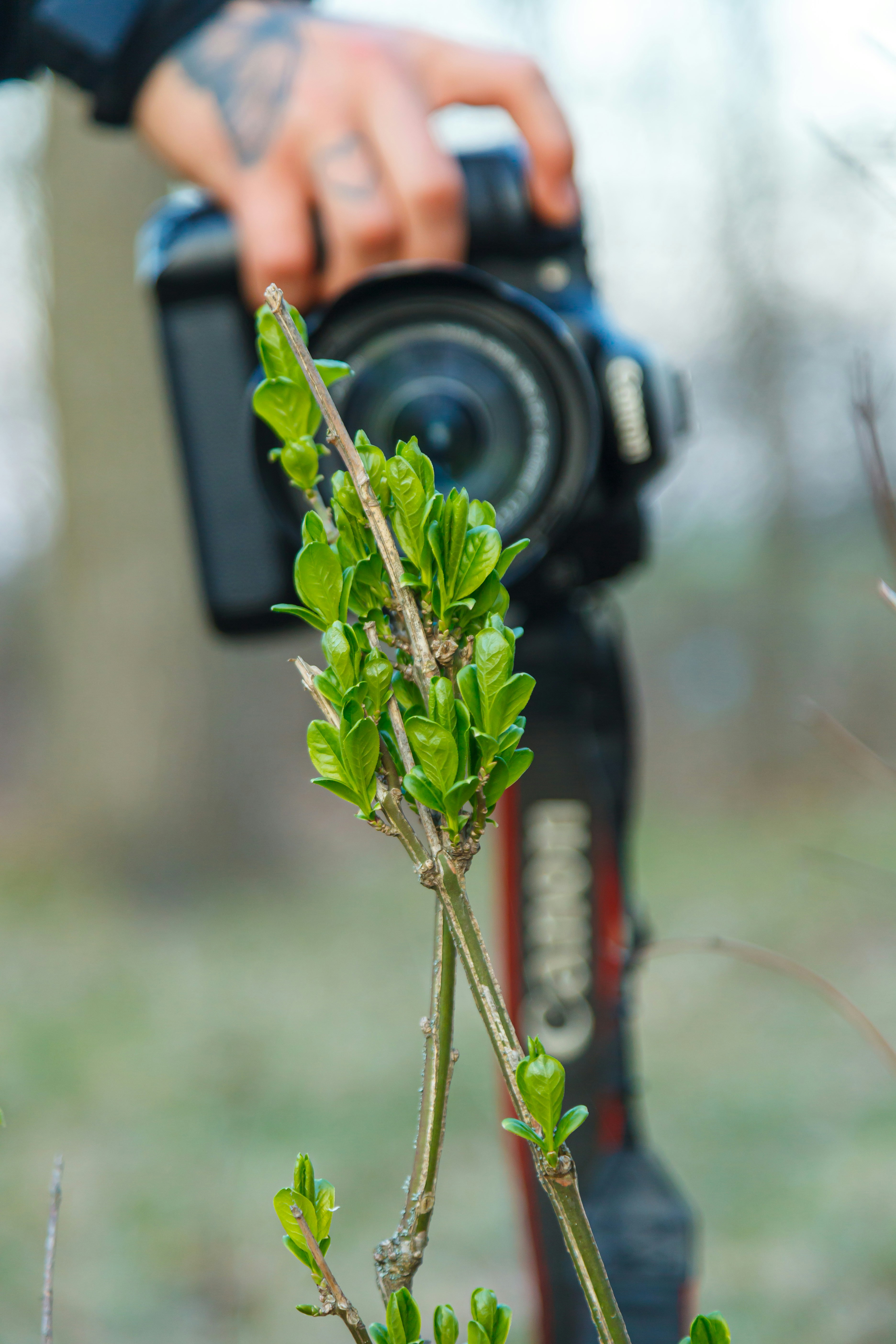A person taking a picture of a plant with a camera photo – Free Image ...