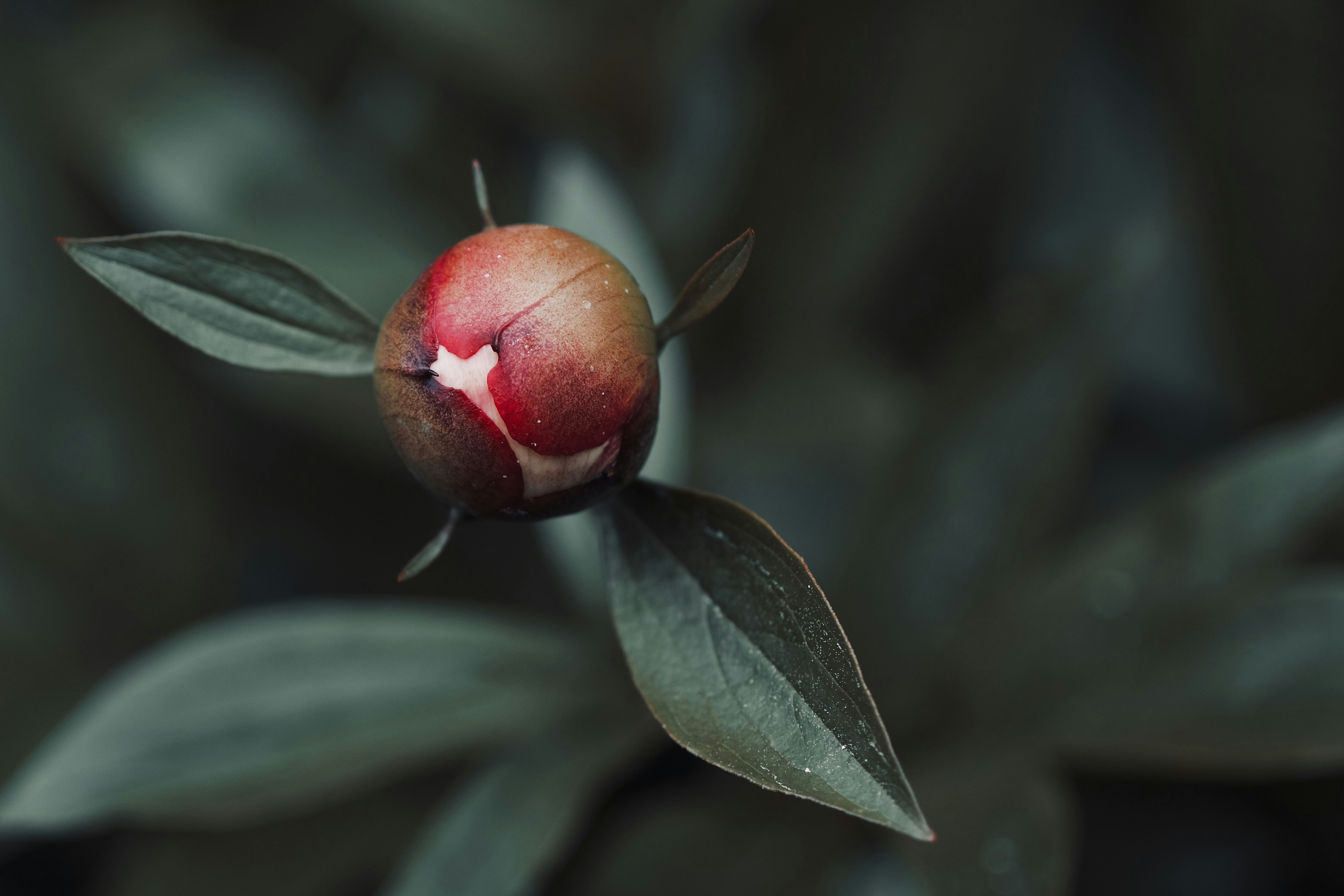 Crimson Bud in a Quiet Green Frame