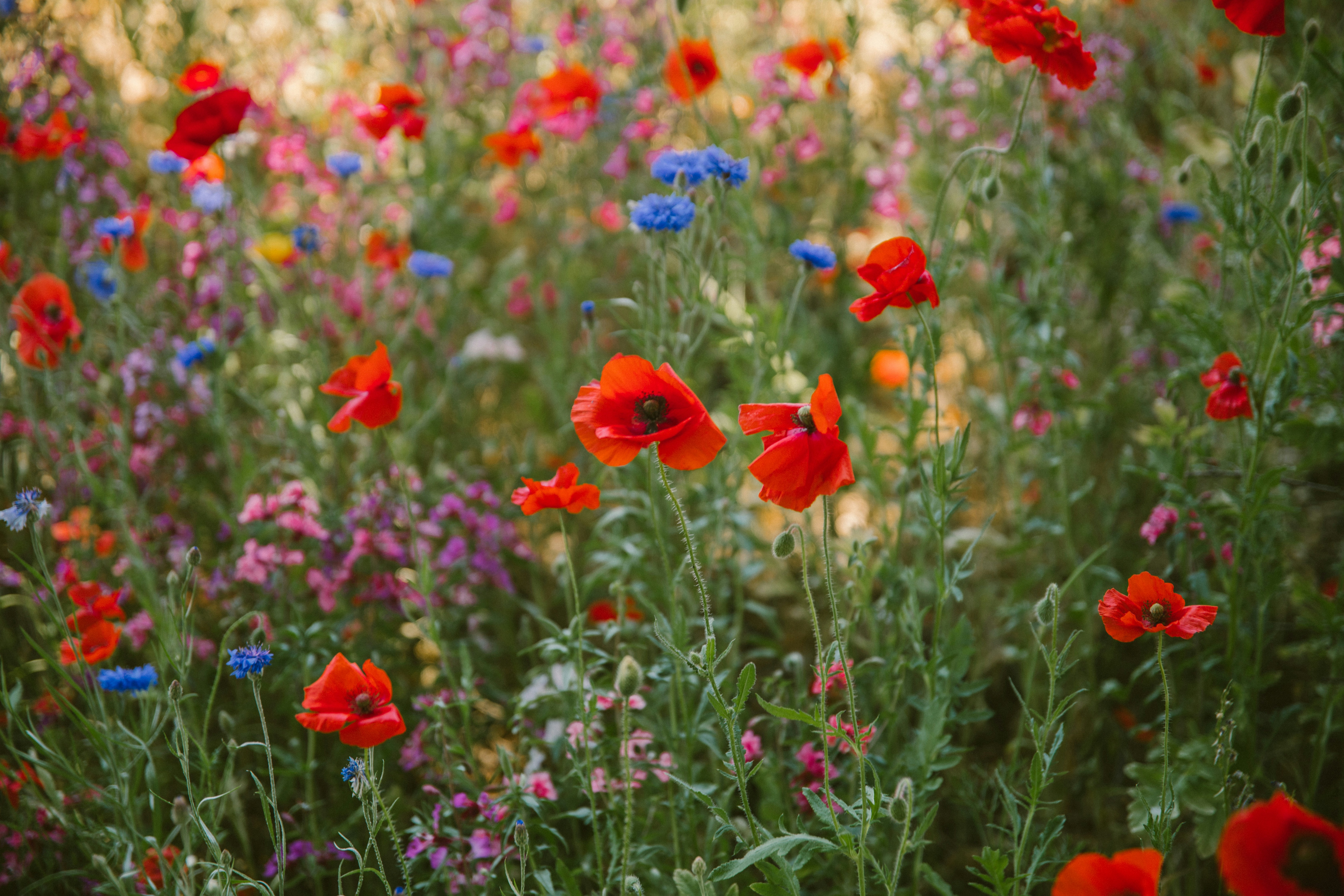 Un champ plein de fleurs rouges, bleues et roses photo – Photo Fleurs ...