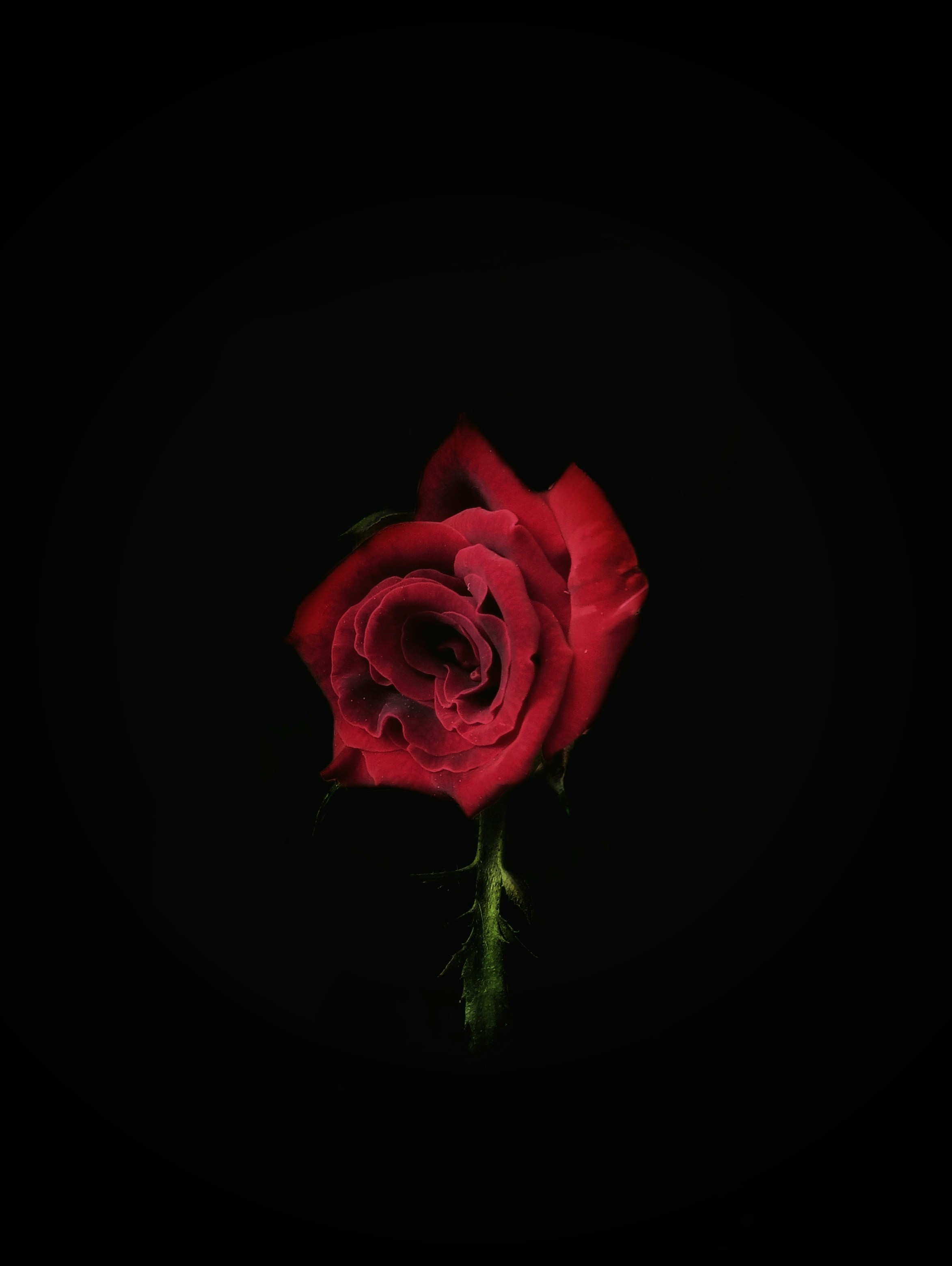 A single red rose on a black background photo – Free Flower Image on ...