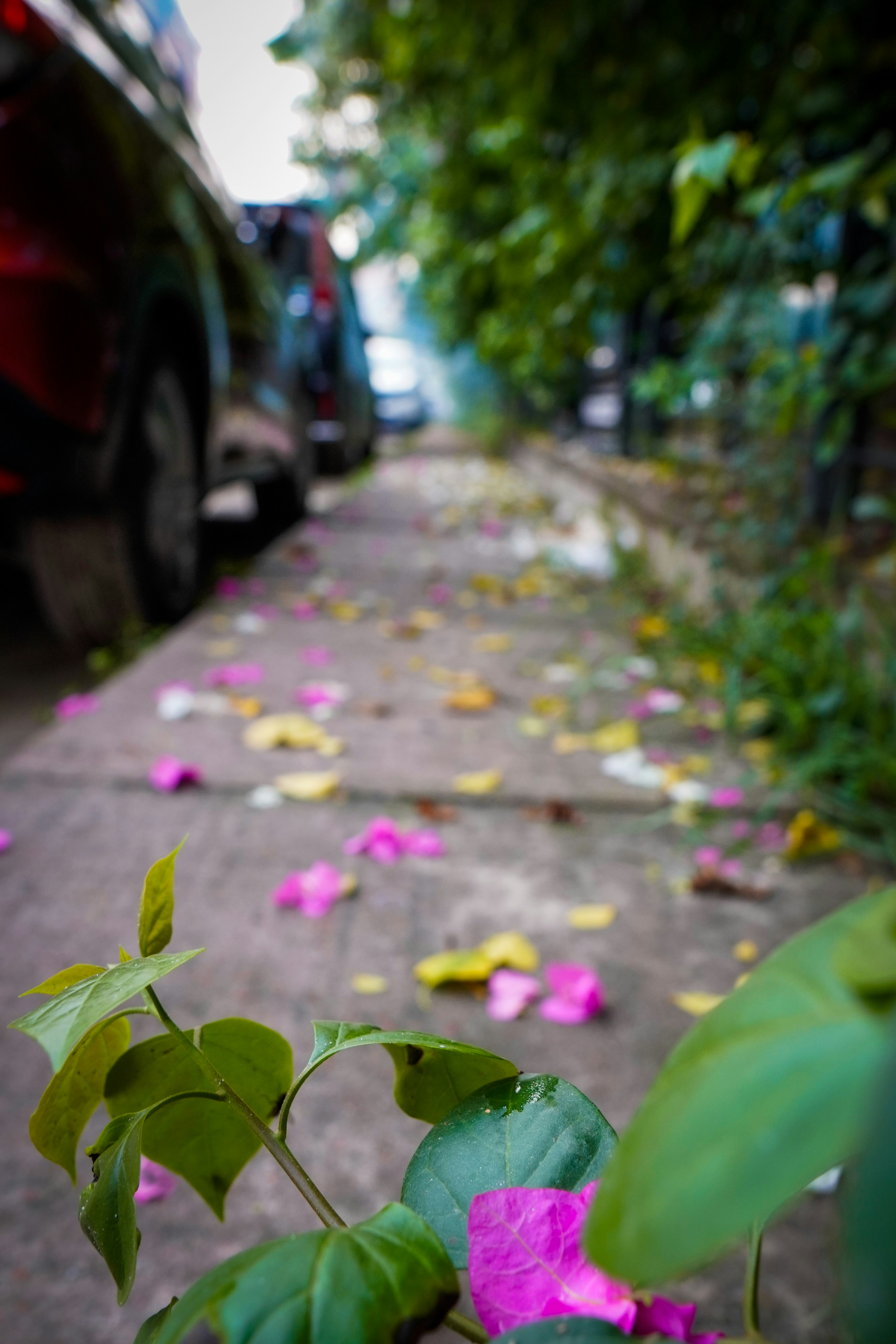 Framed by Greenery, a Petal-Strewn Path Unfolds