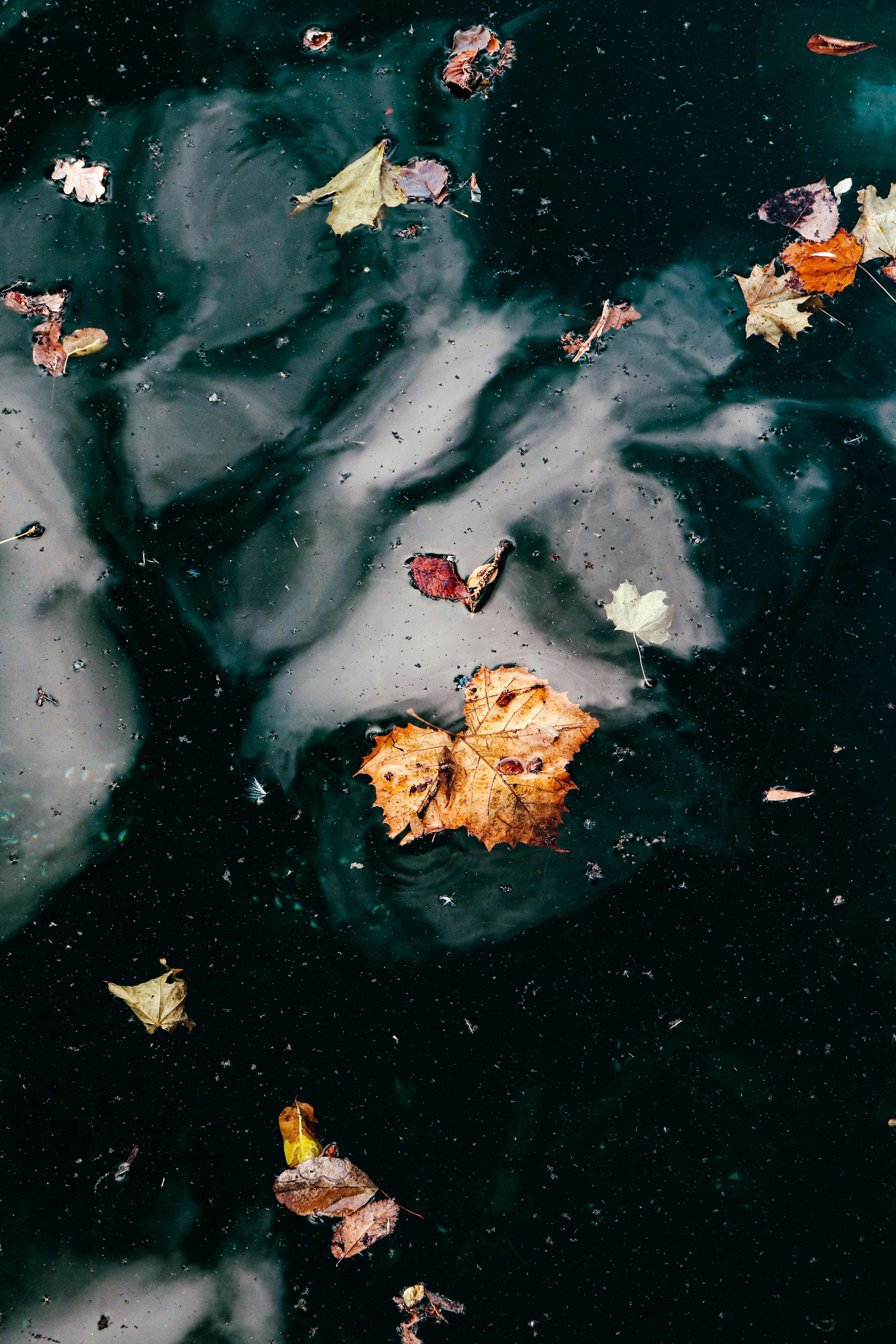 Amber Leaf Adrift on a Velvet Pond