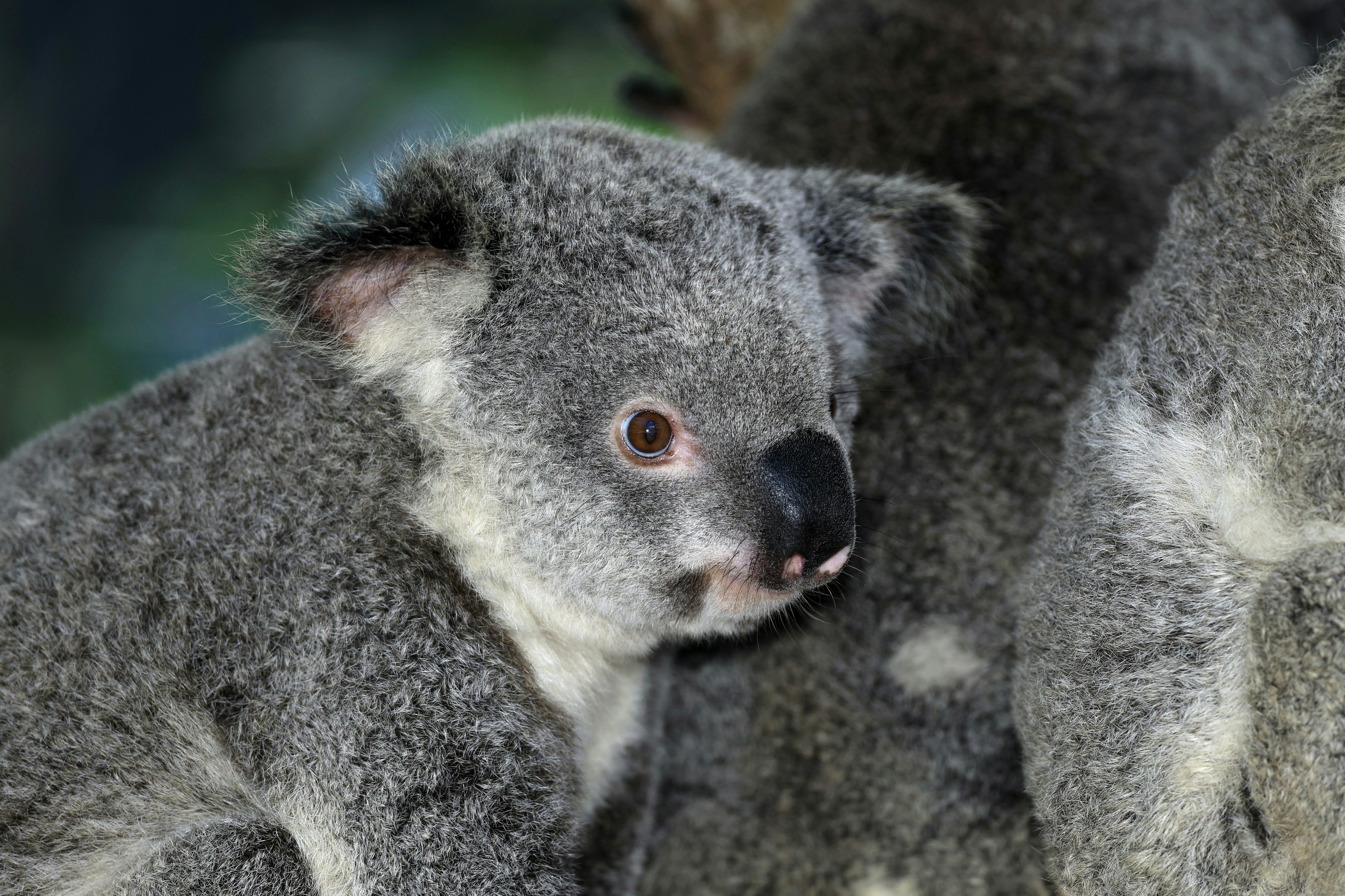 Mammifère Australien Photos | Télécharger des images gratuites sur Unsplash