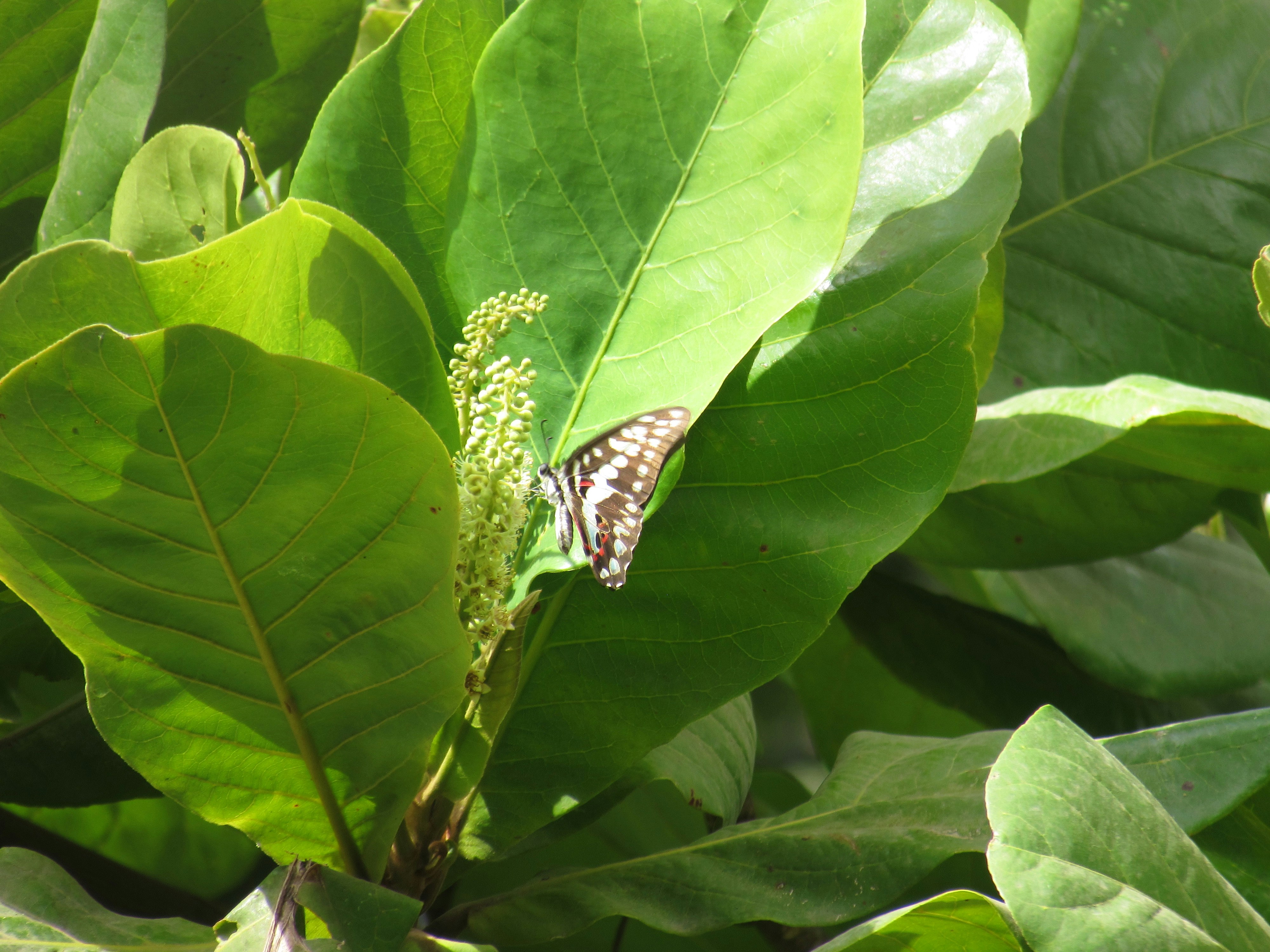 A butterfly rests on a cluster of pale blossoms amid glossy green leaves, captured in bright daylight. The shot emphasizes the insect as the focal point against lush foliage.