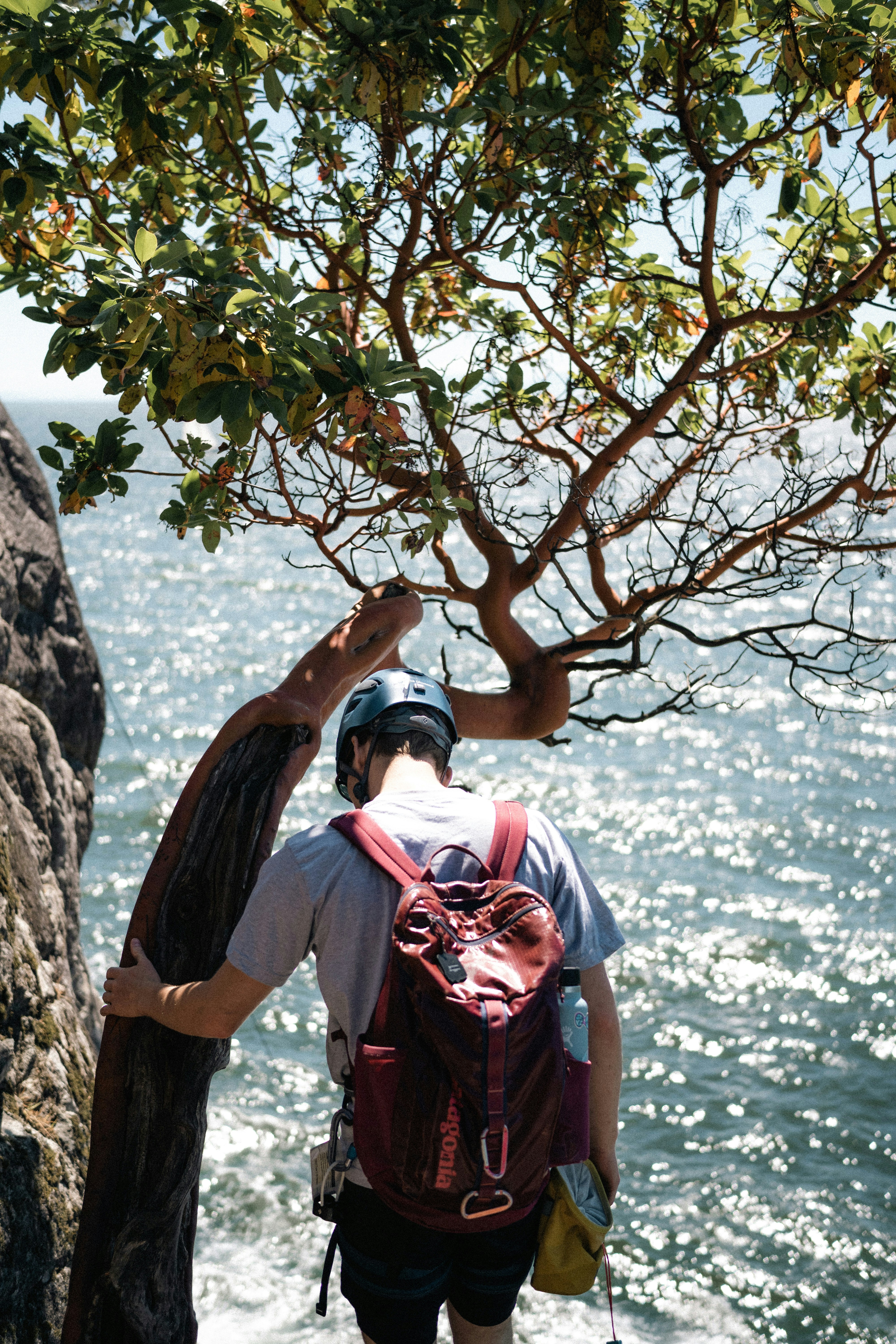 A man climbing up a tree next to the ocean photo – Free Beach Image on ...