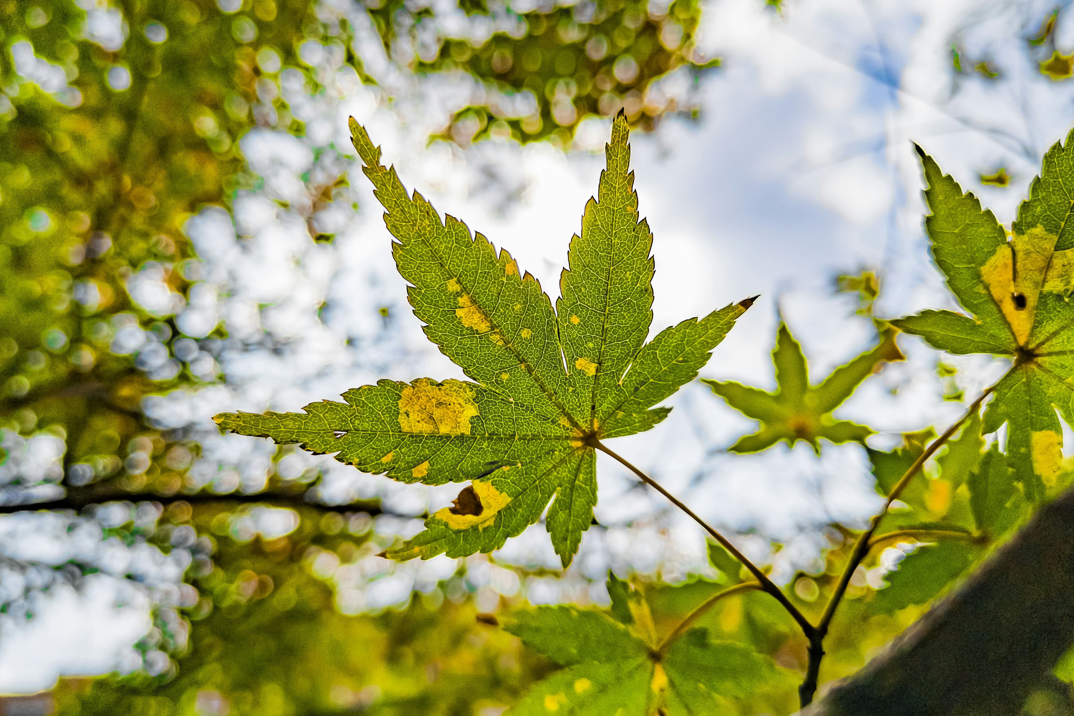 A close up of a leaf on a tree photo – Free Leaf Image on Unsplash