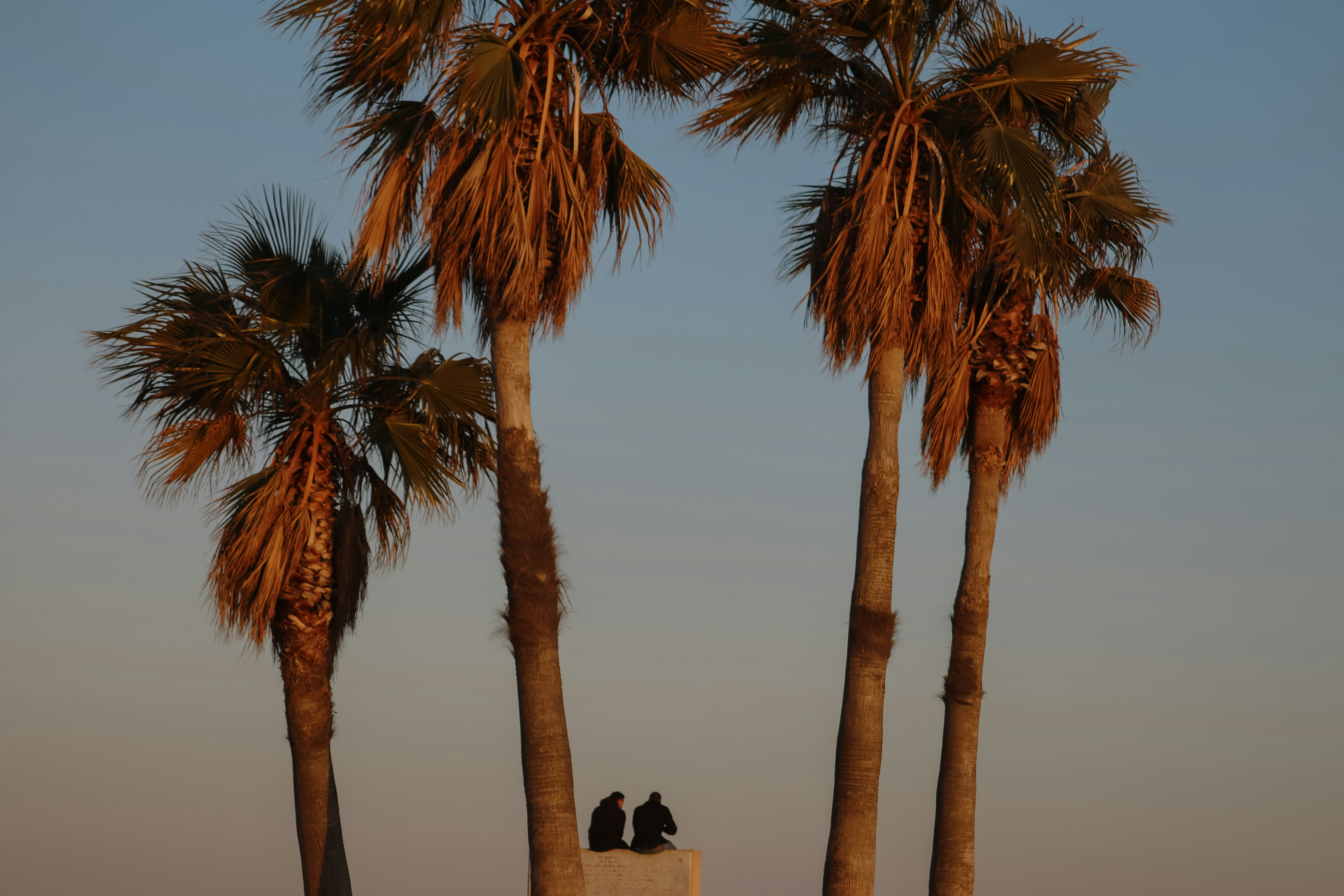 Silhouetted travelers between towering palms at dusk
