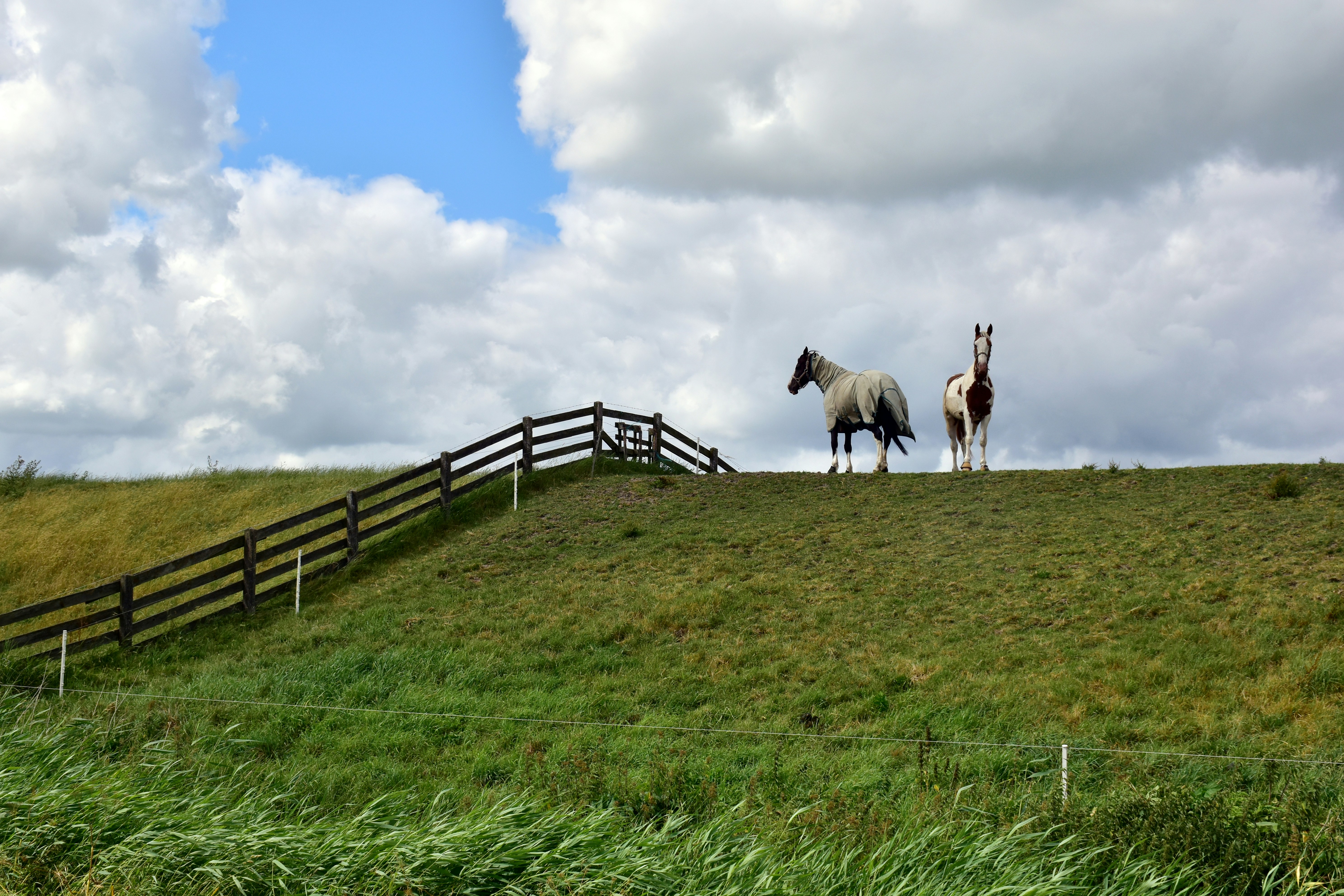 Two horses stand atop a grassy dike under a sky filled with scattered clouds.
