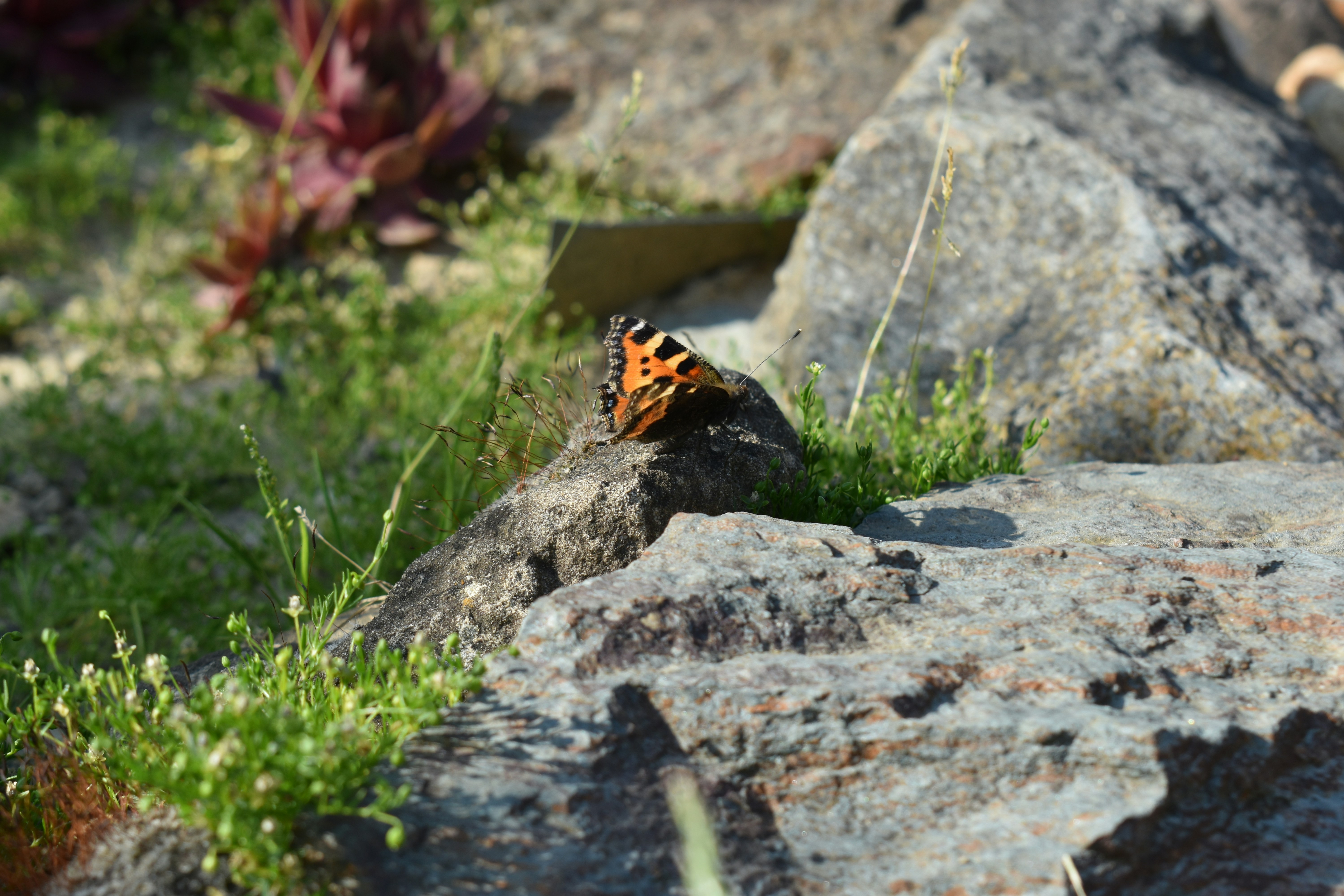 Sunlit Orange and Black Butterfly Resting on Granite