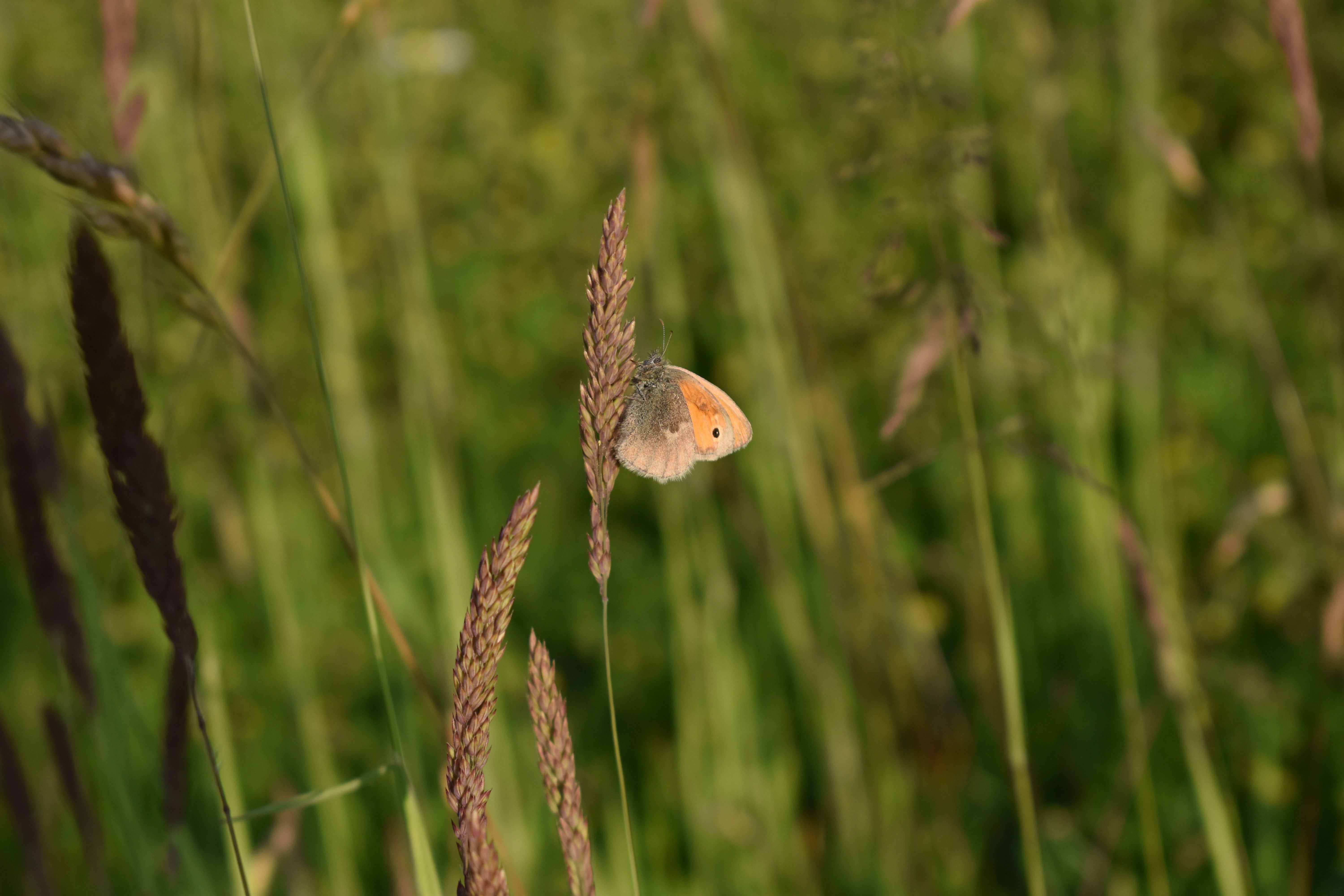 Amber-tipped butterfly resting among sunlit reeds