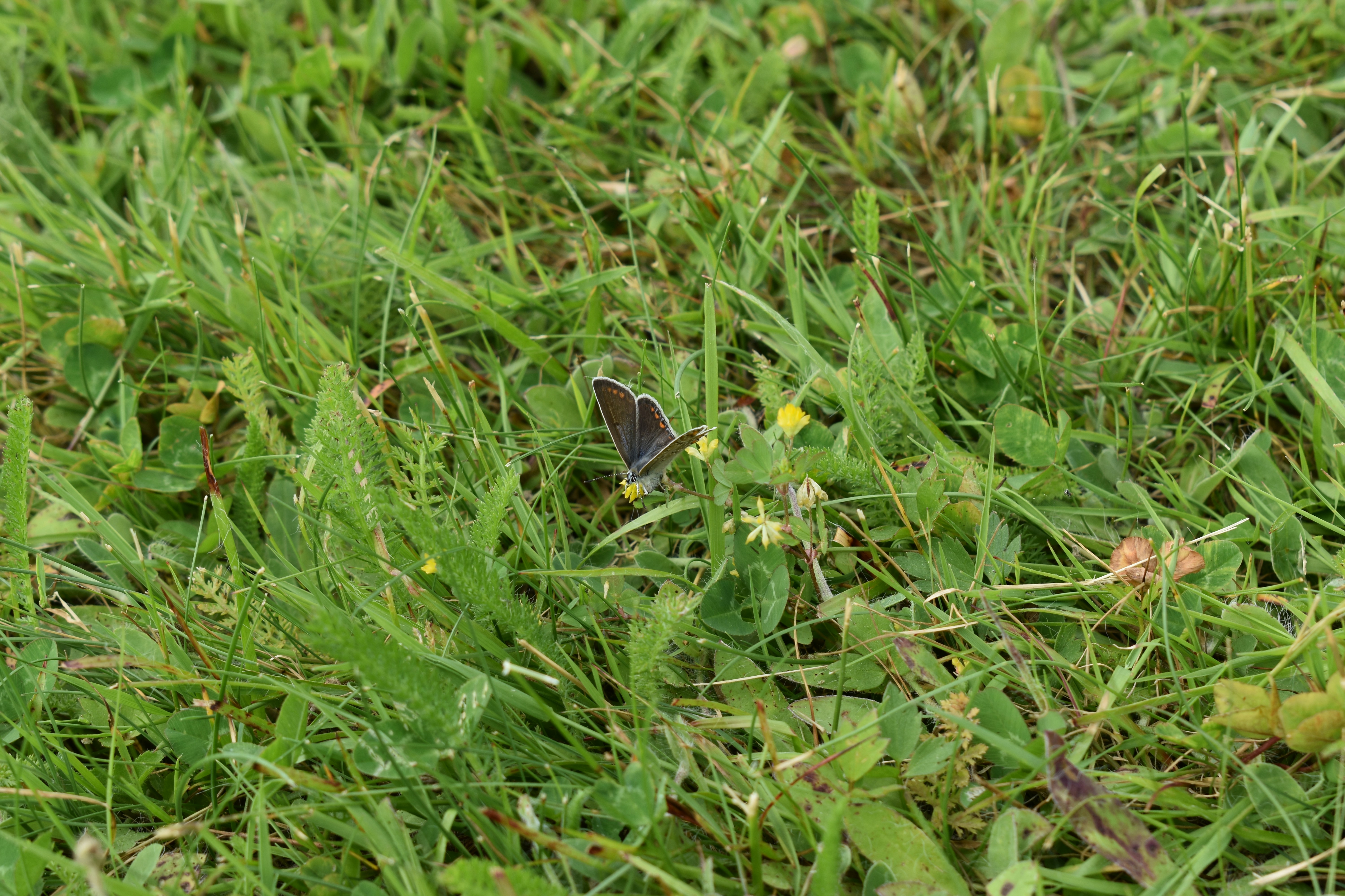 Ground-Level Moment: A Tiny Butterfly Resting Among Green Grass