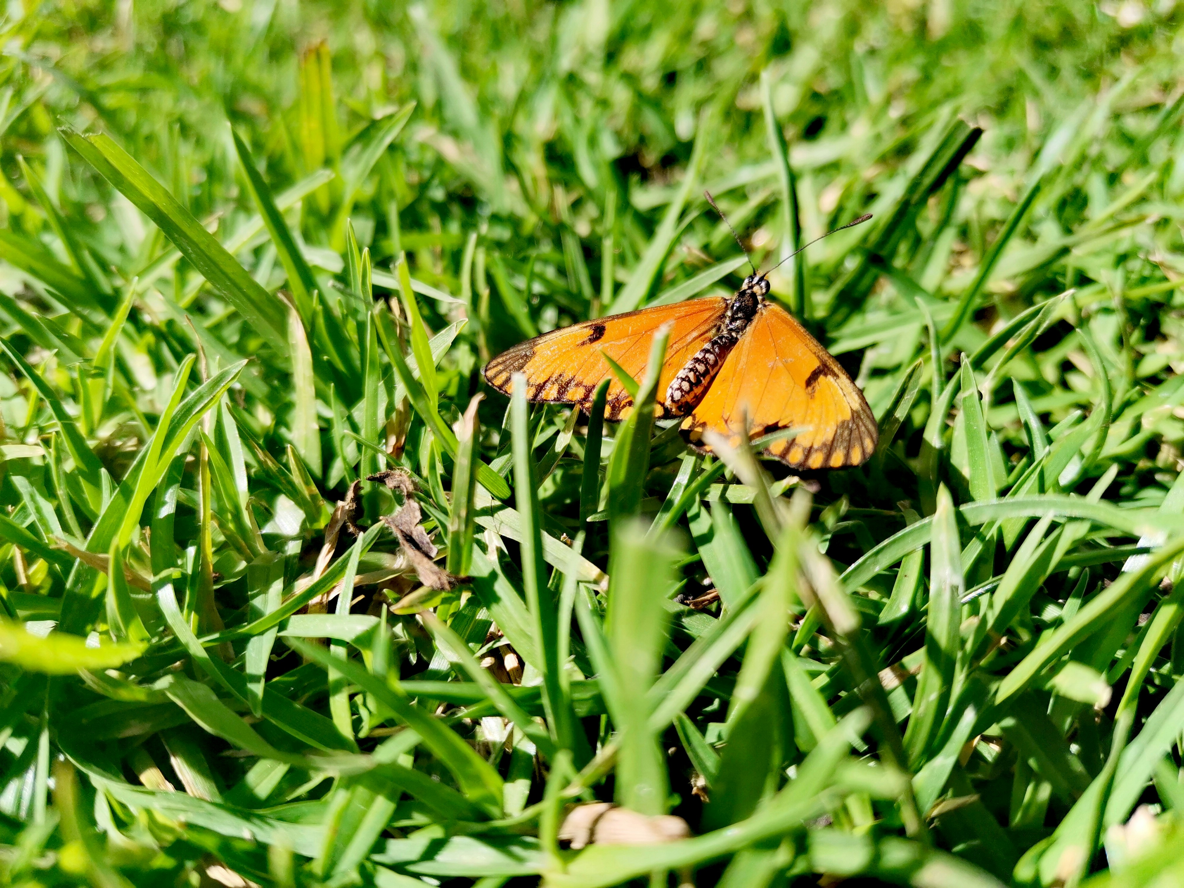 Monarch butterfly perched among sunlit green grass blades, photographed in crisp daylight.