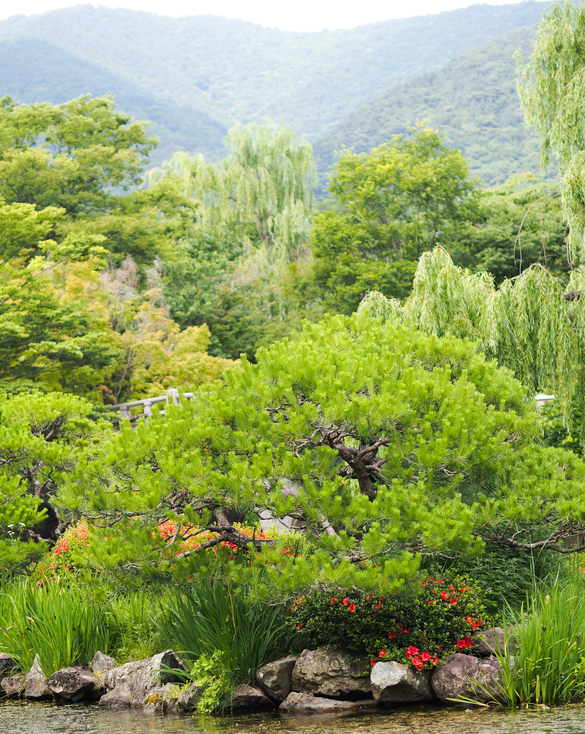 Verdant Stillness: A Central Bonsai Framed by Water and Mountains