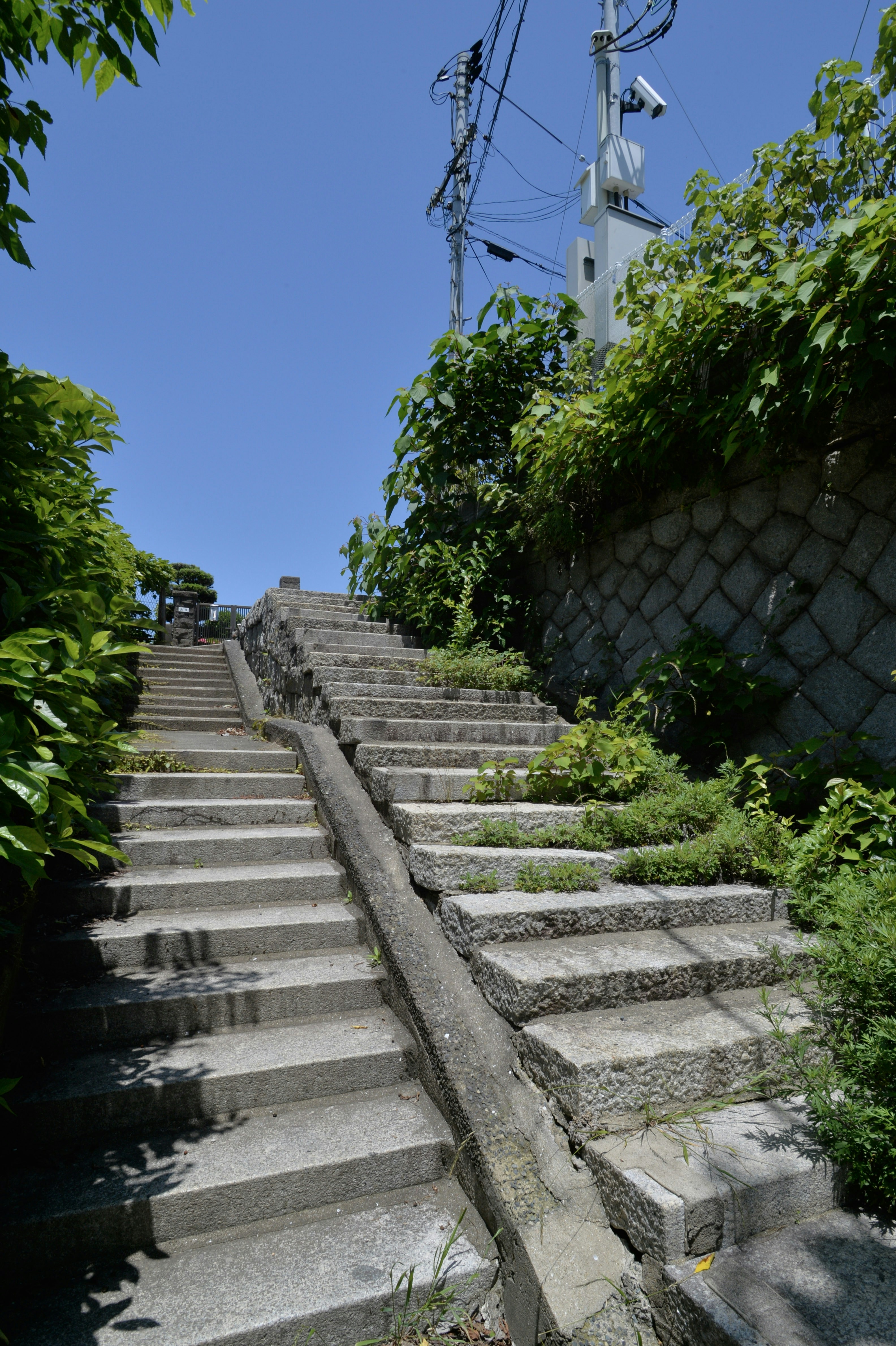 Ascending to Blue Skies: A Concrete Staircase Framed by Verdant Walls