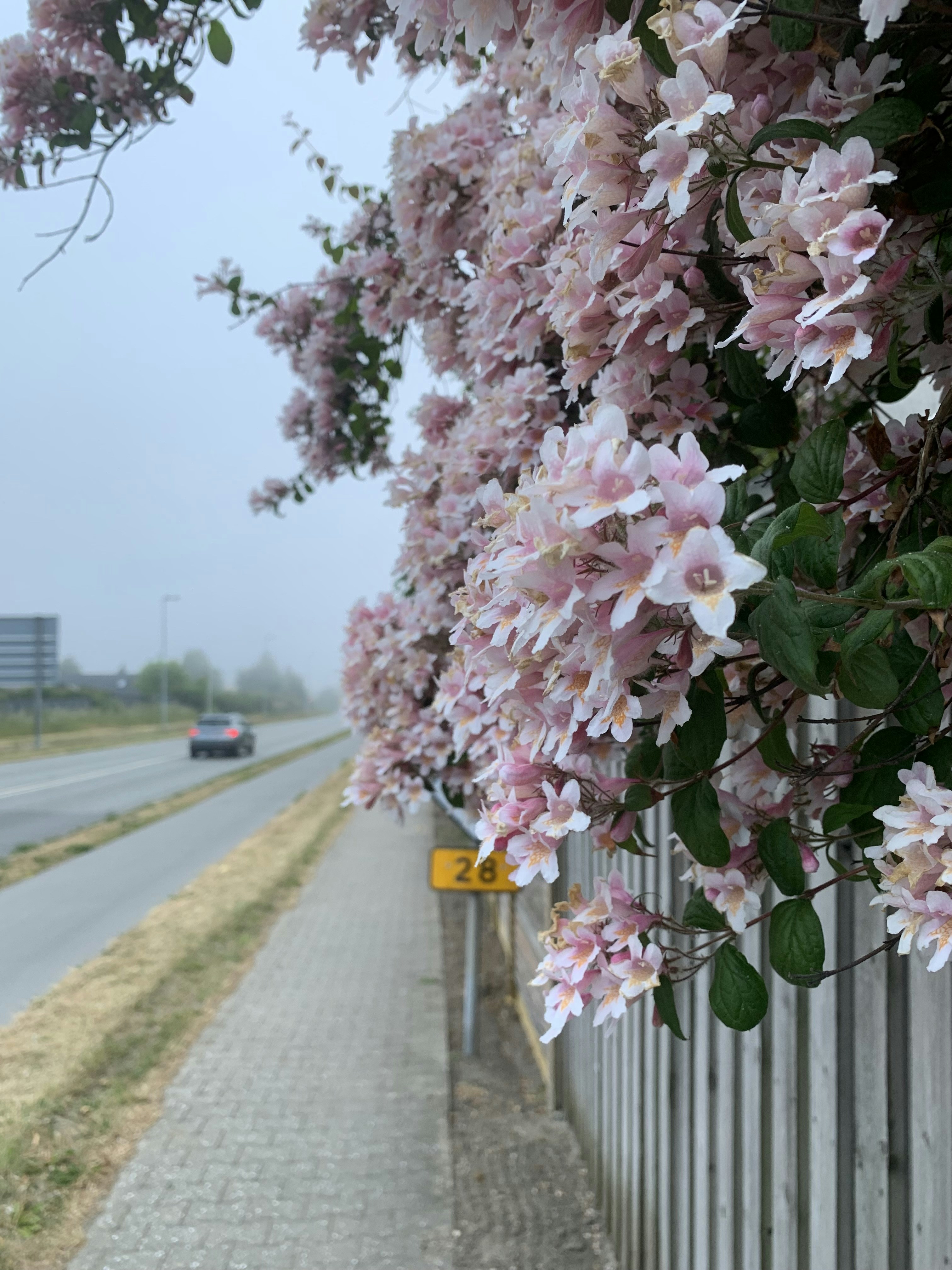 A row of pink flowers on the side of a road photo – Free Flower Image ...