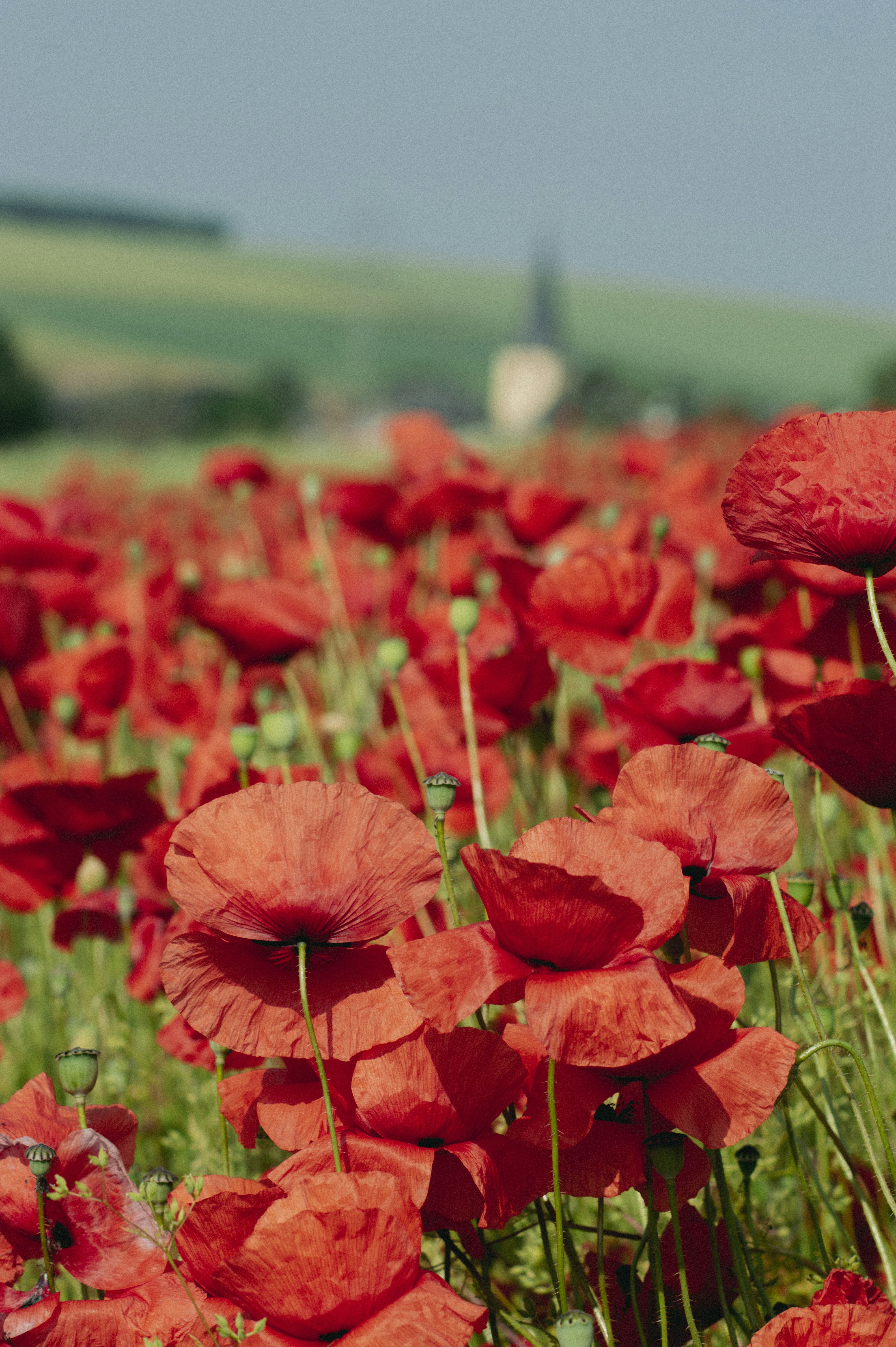 A field full of red flowers with a sky background photo – Free Flower ...