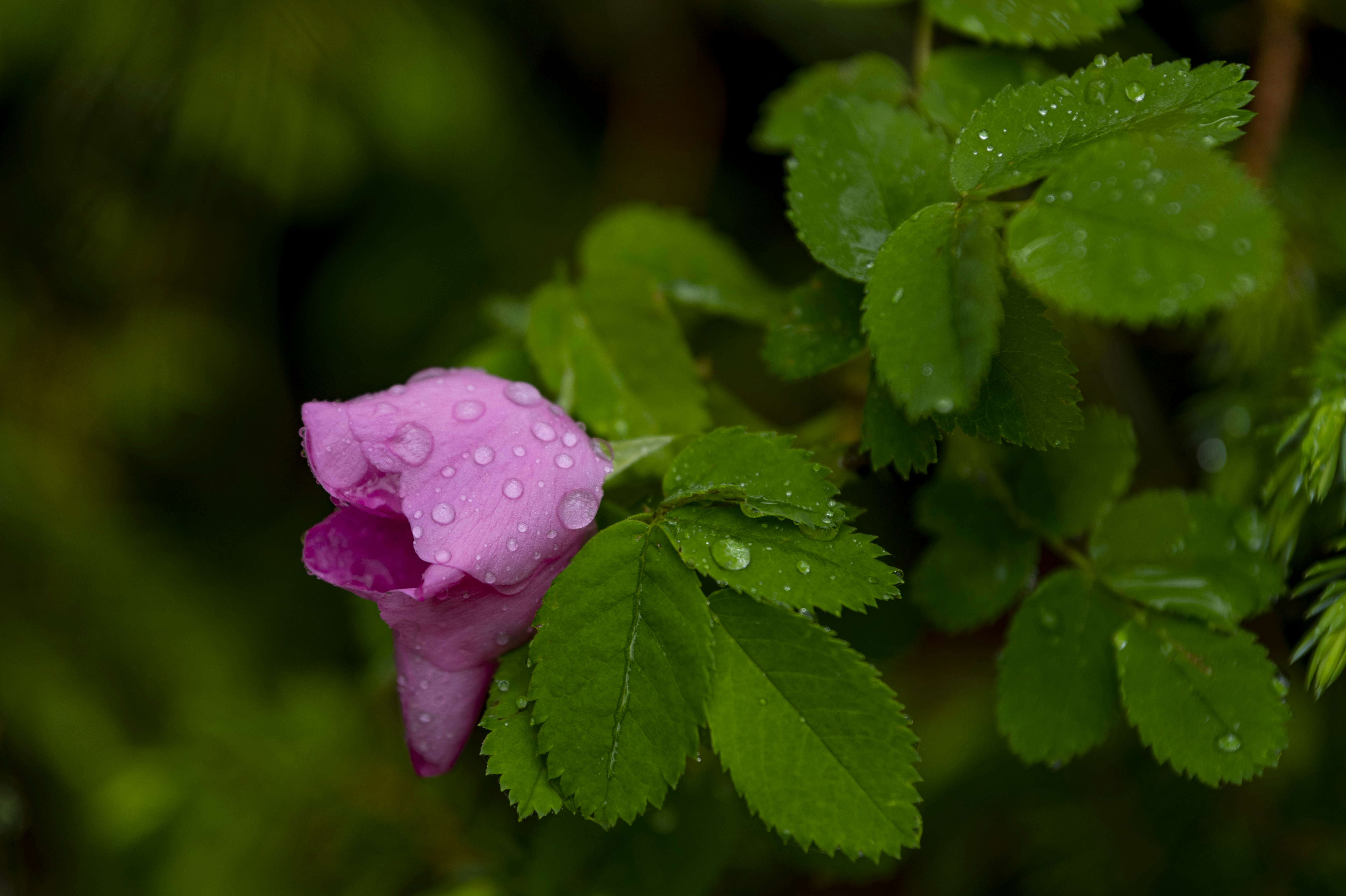 Emerging Pink Rosebud Amid Dew-Kissed Foliage