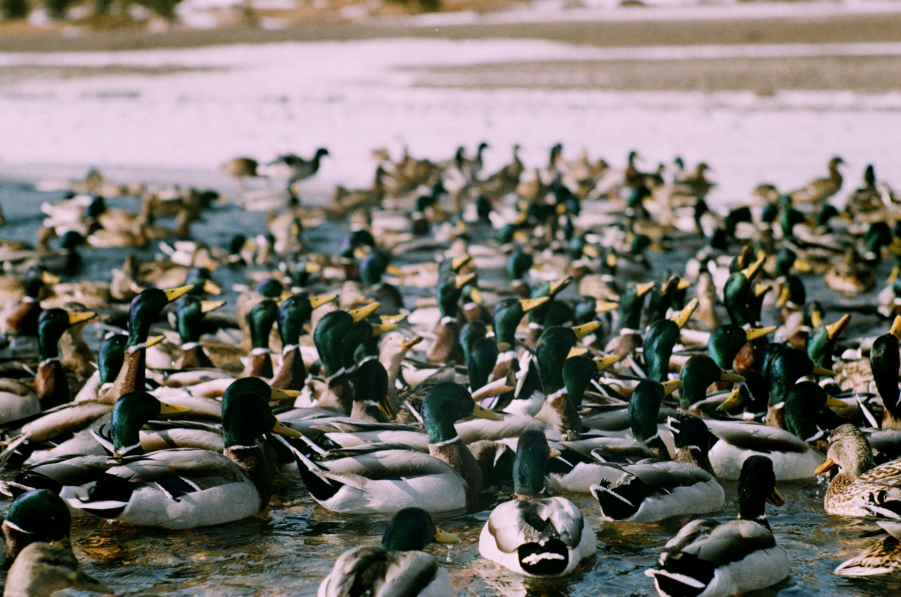 A large group of ducks in a body of water photo – Free Animal Image on ...