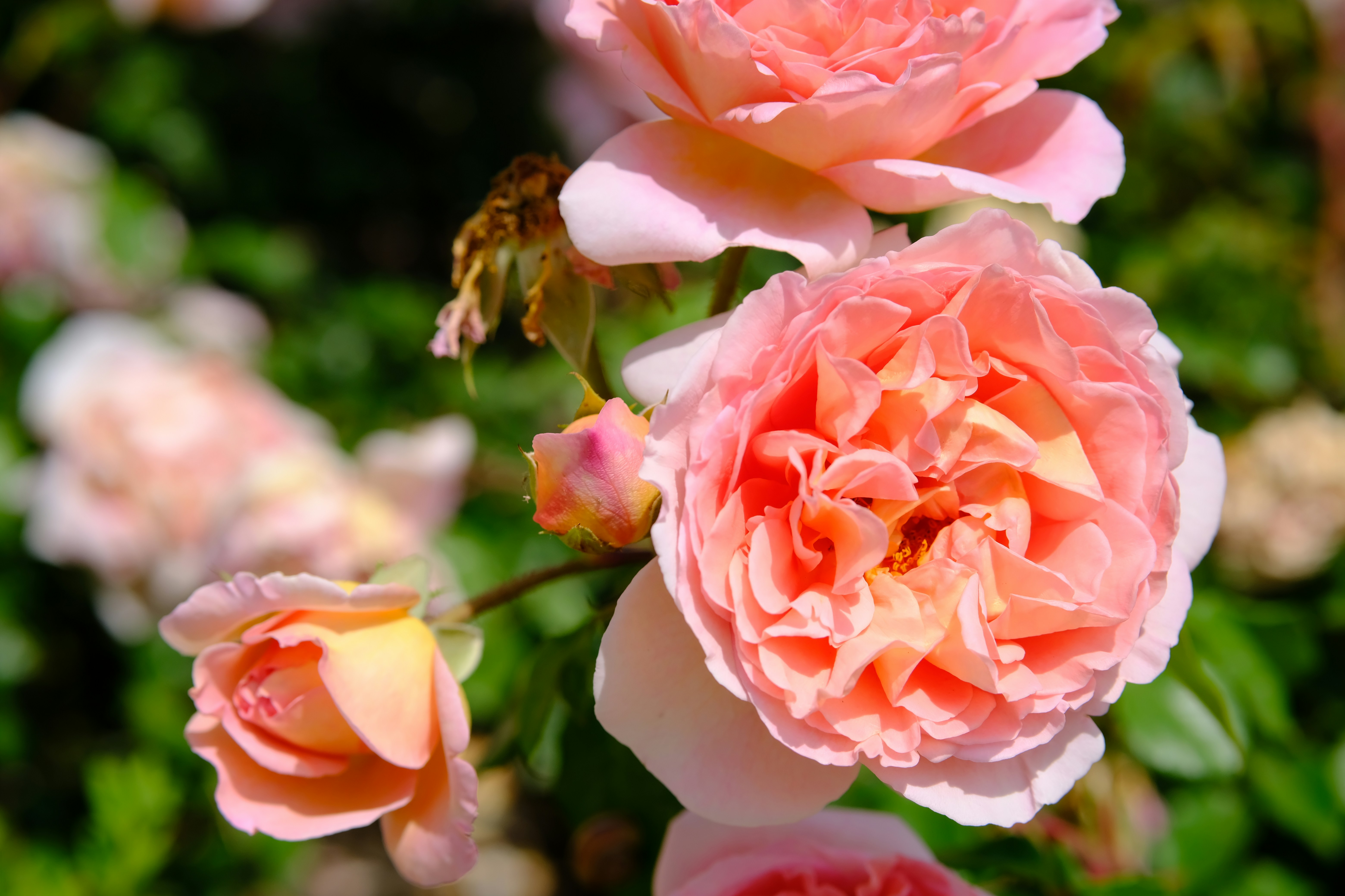 Photo by Yuliia Dementsova with Fujifilm X-T30 II