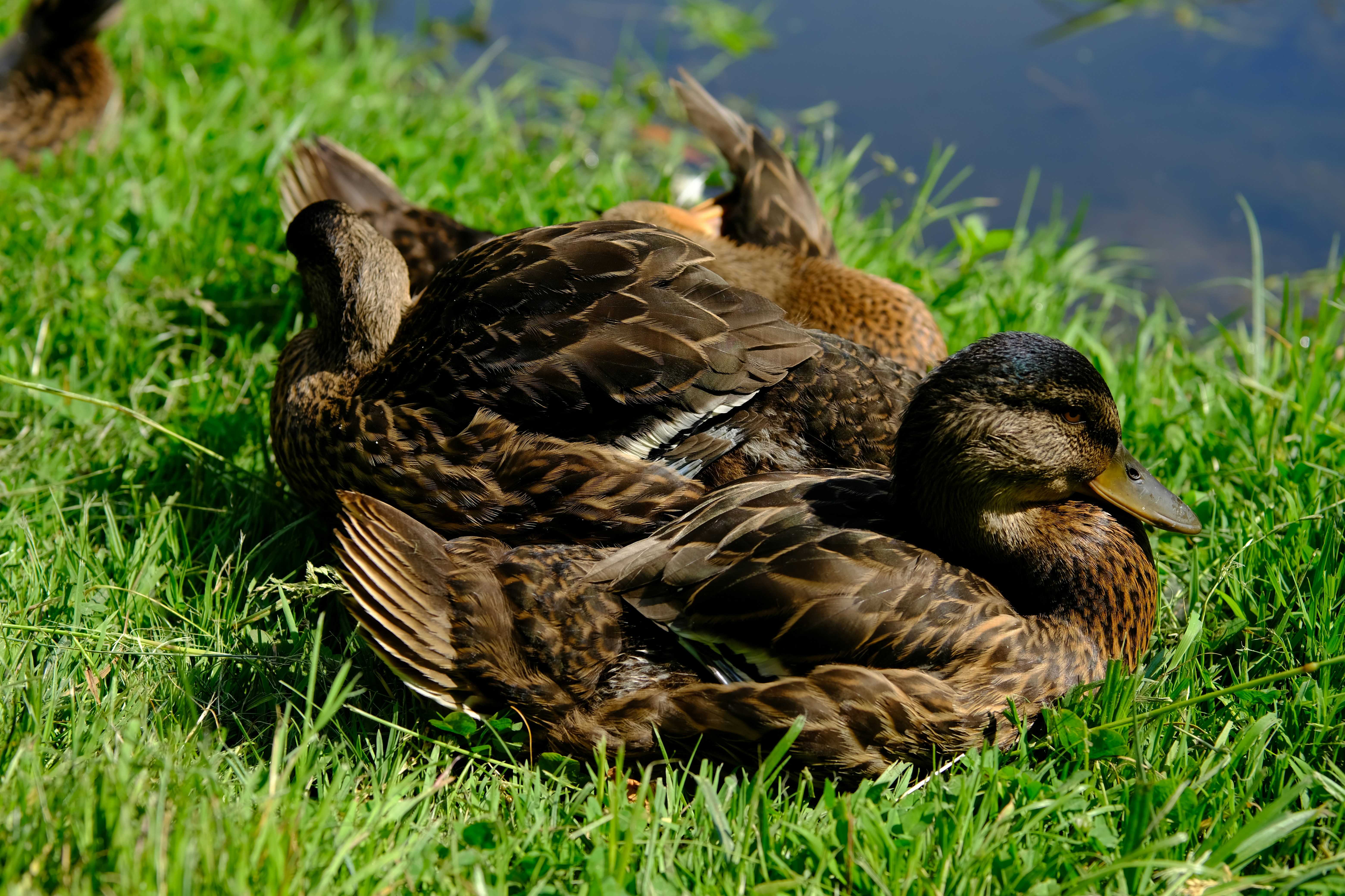 Pair of Riverside Ducks at Rest in Sunlit Grass