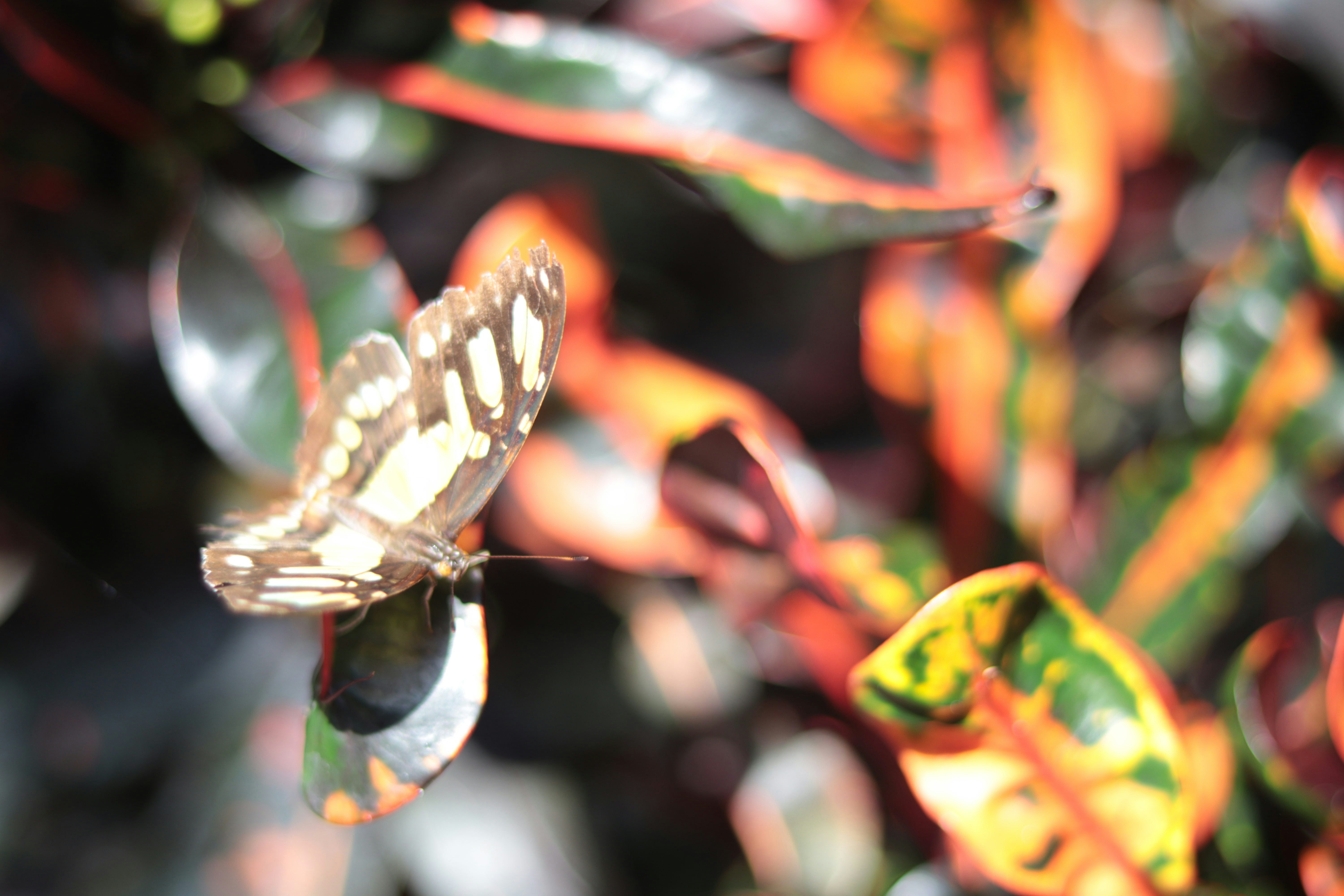 Wingbeat in the Glow: Speckled Butterfly on Fiery Foliage