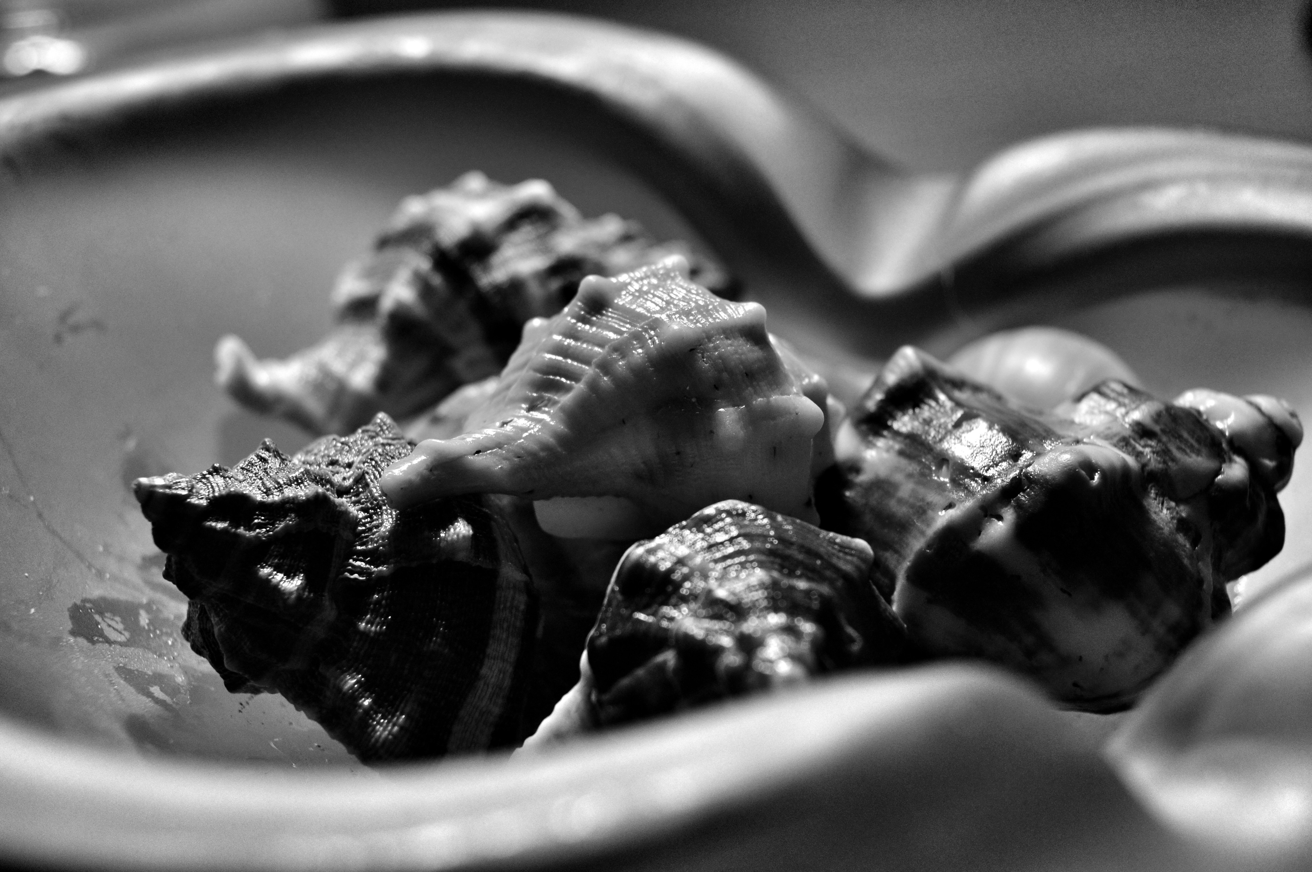 A bowl filled with sea shells on top of a table photo – Free Animal ...