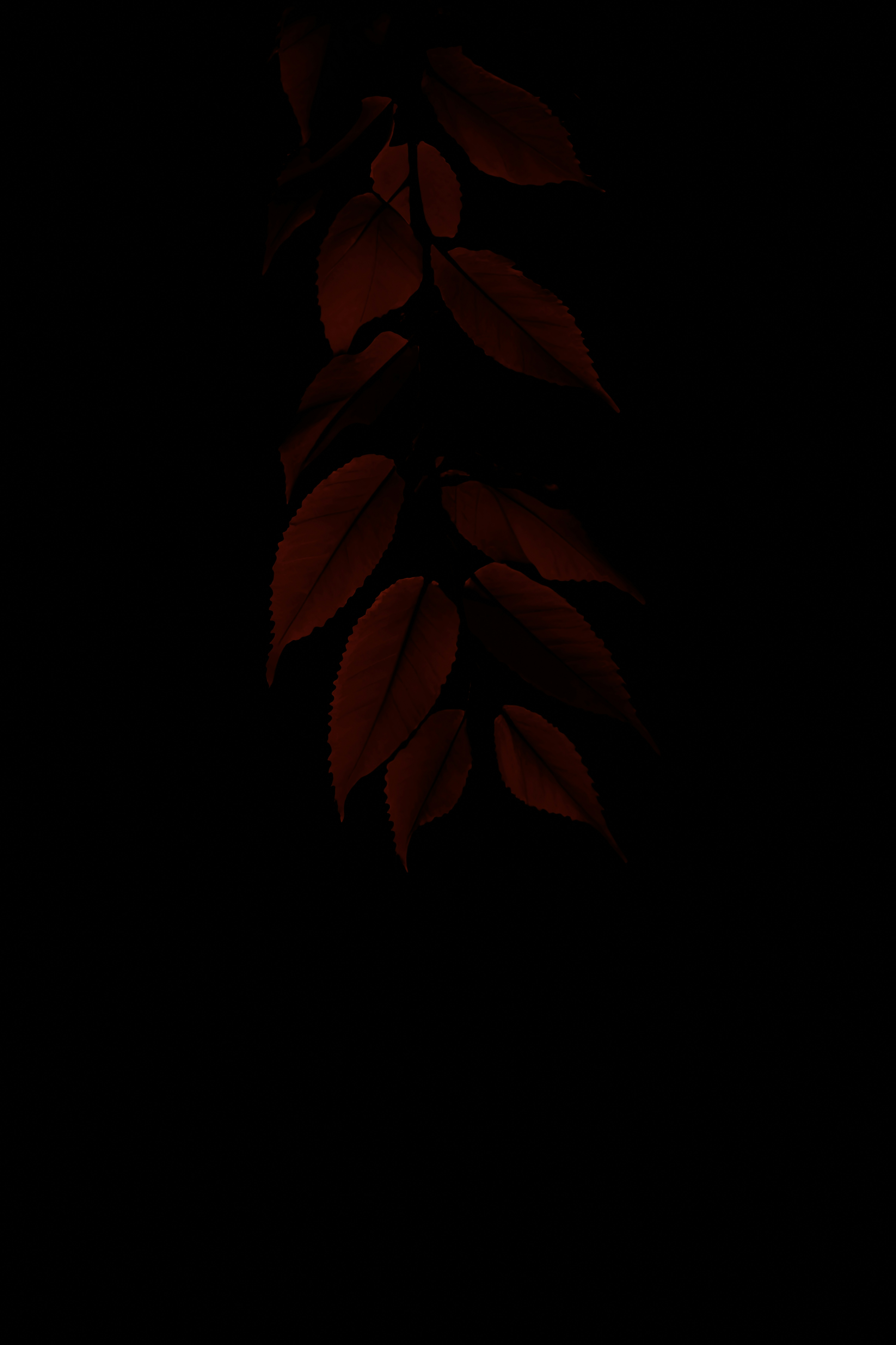 Crimson Cascade: Leaves Clinging to Velvet Darkness